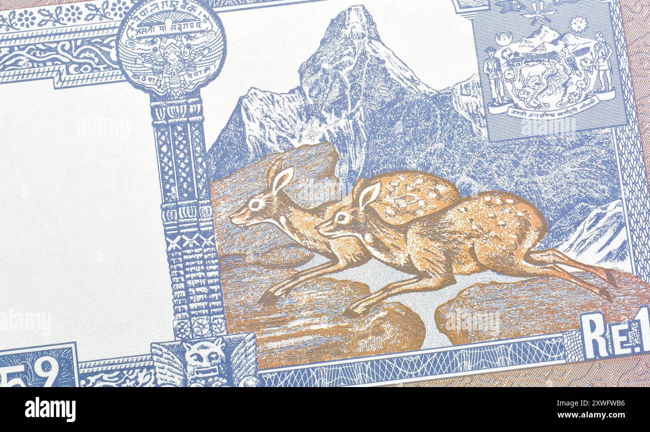 Reverse of 1 Rupee banknote printed by Nepal, that shows Couple of ...