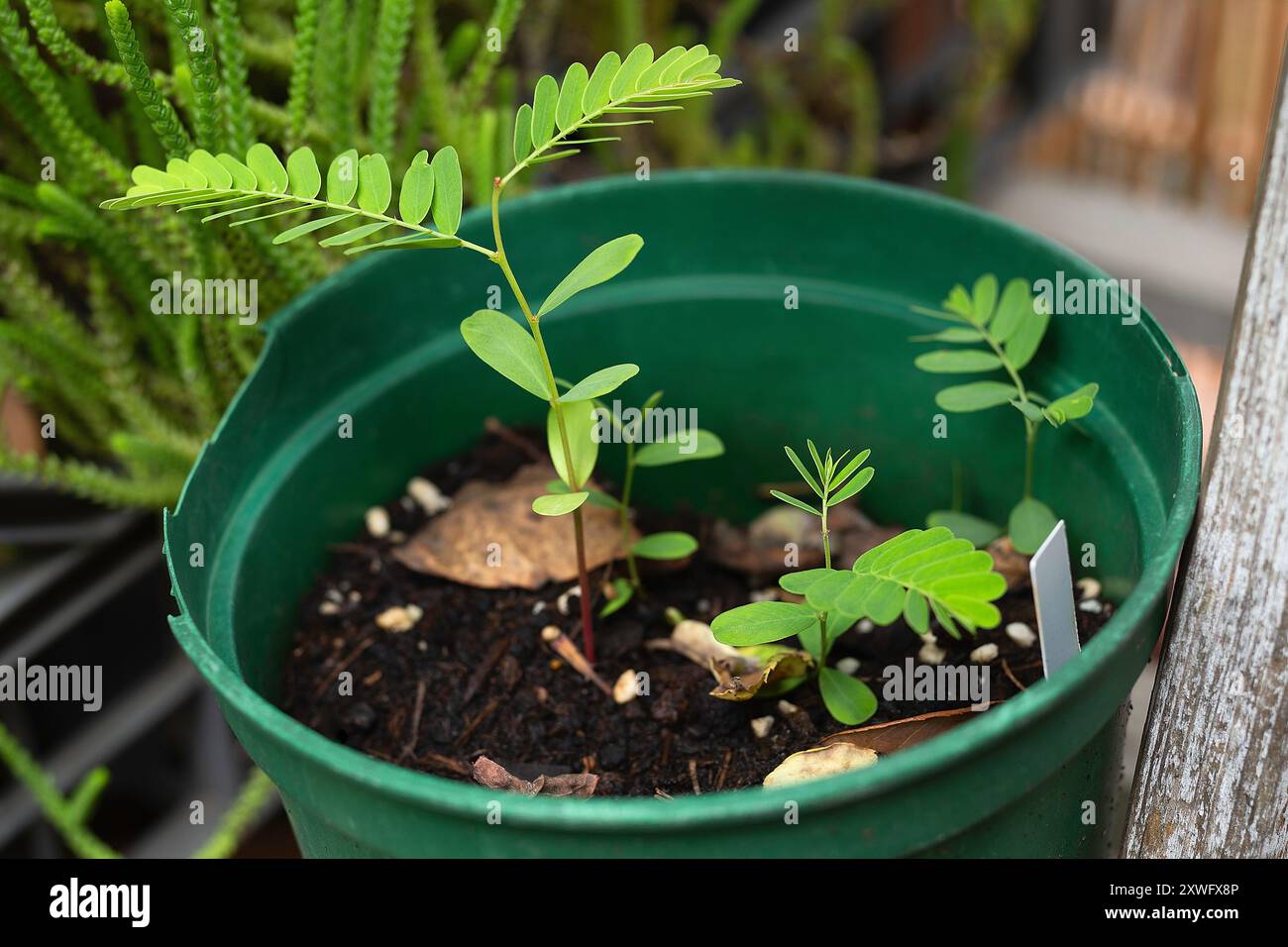 Amla, emblic or indian gooseberry (Phyllanthus emblica), Phyllanthaceae ...