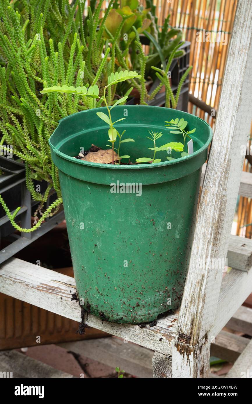 Amla, emblic or indian gooseberry (Phyllanthus emblica), Phyllanthaceae ...