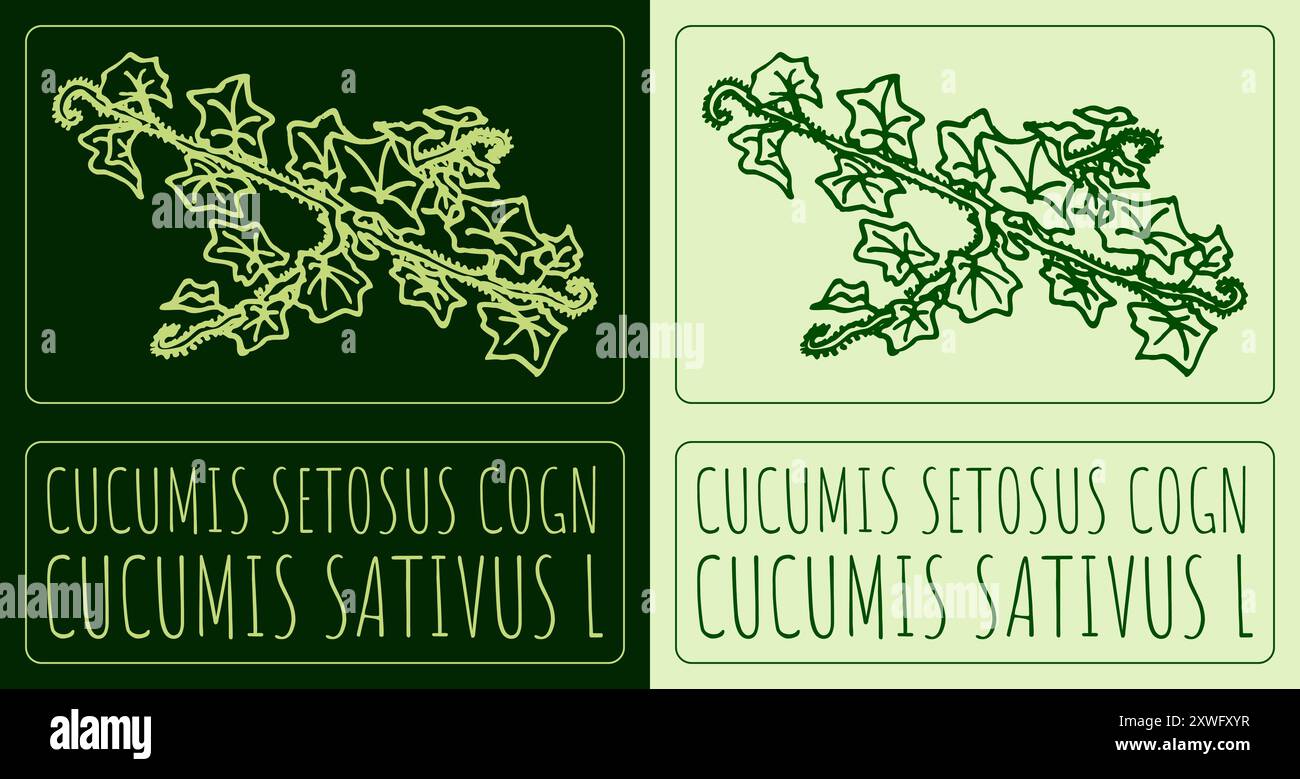 Cucurbitaceae cucumis Stock Vector Images - Alamy