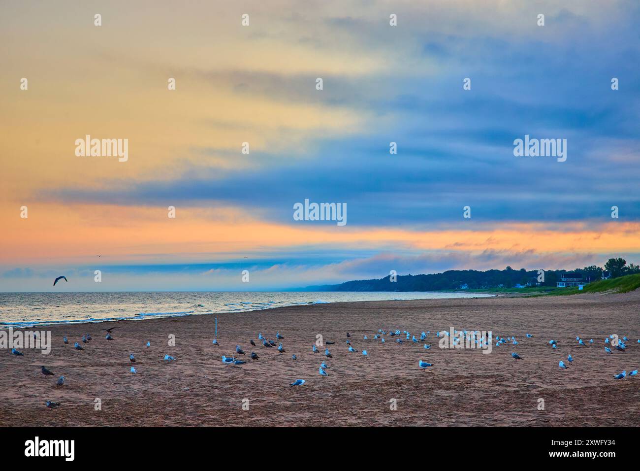 Seagulls at Sunrise on Lake Michigan Beach Eye-Level Perspective Stock ...