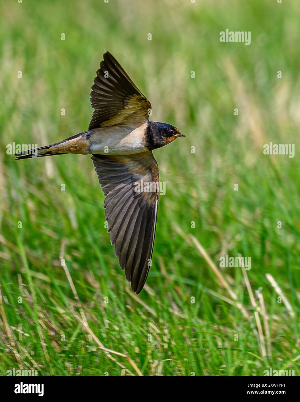 British flying insects hi-res stock photography and images - Alamy