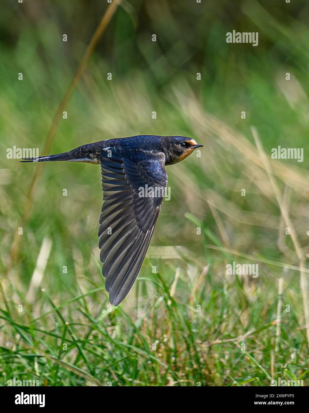 British flying insects hi-res stock photography and images - Alamy