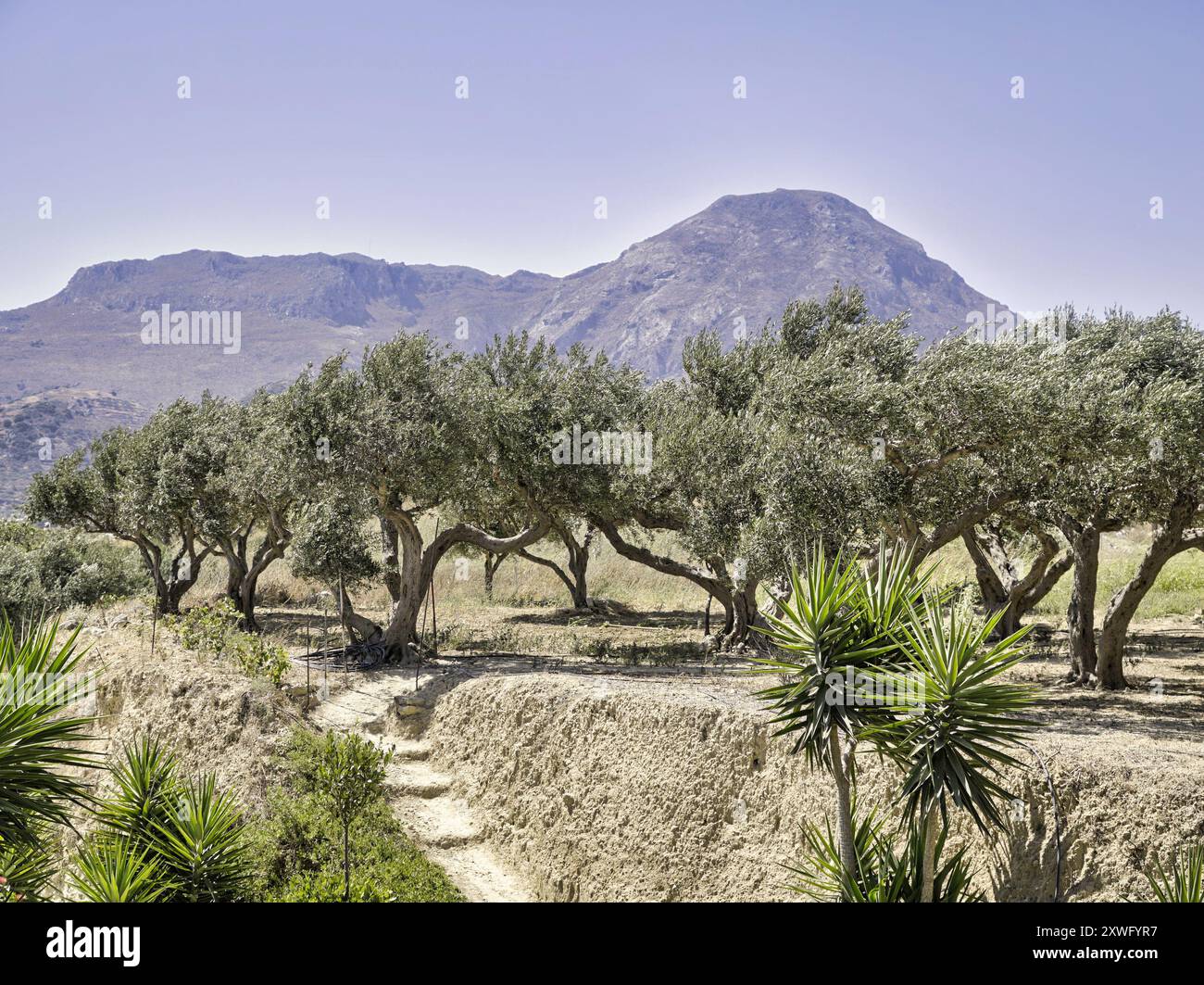 Landscape with olive trees plantation in front of mountain range Stock ...