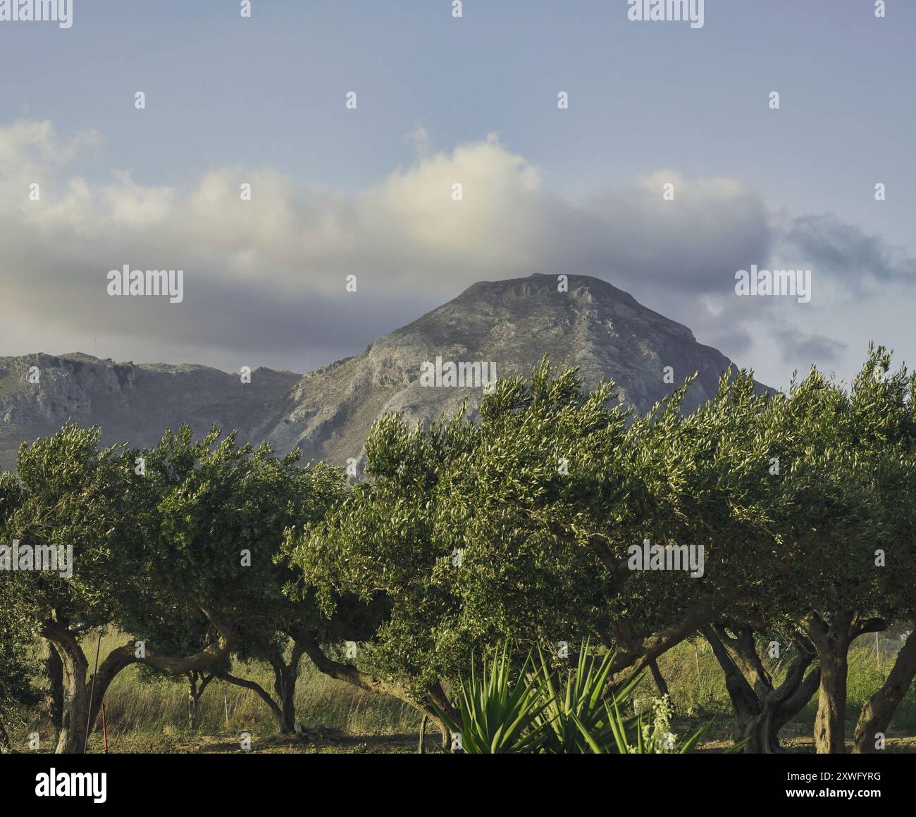 Landscape with olive trees plantation in front of mountain range Stock ...
