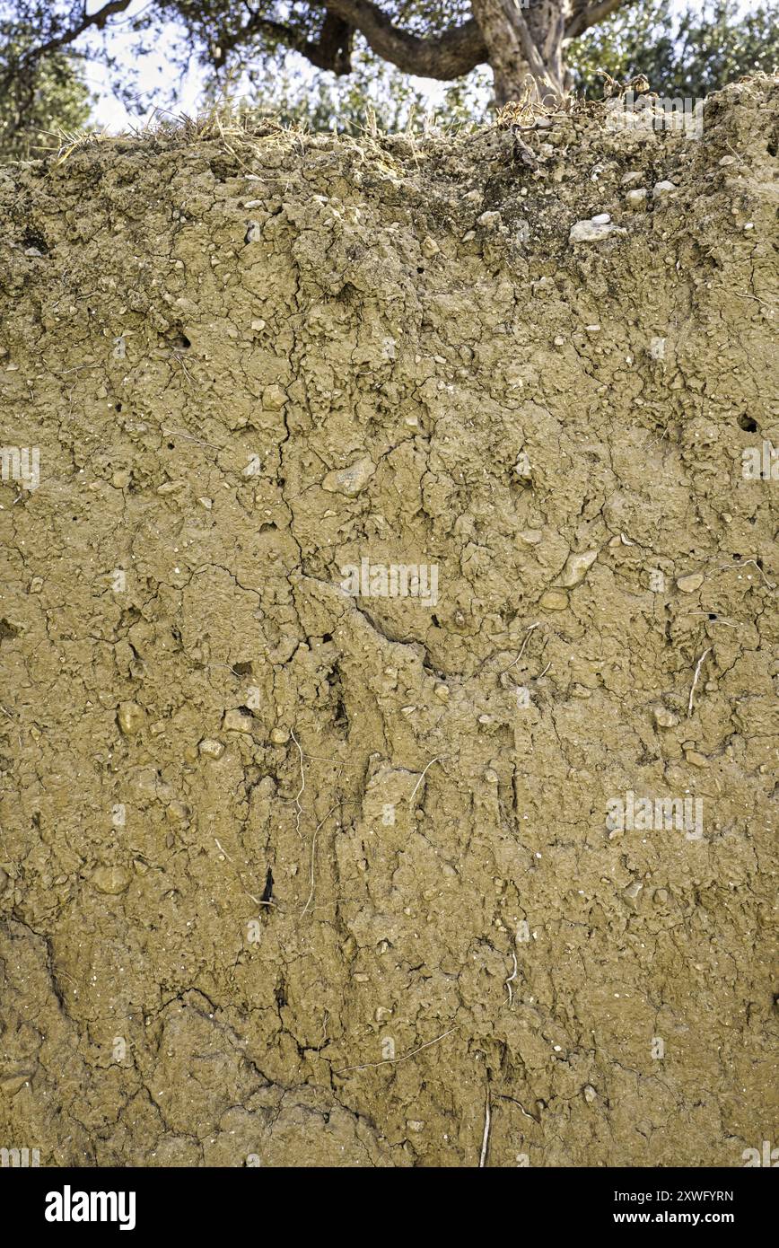 Detail of soil under olive trees plantation in Greece Stock Photo - Alamy