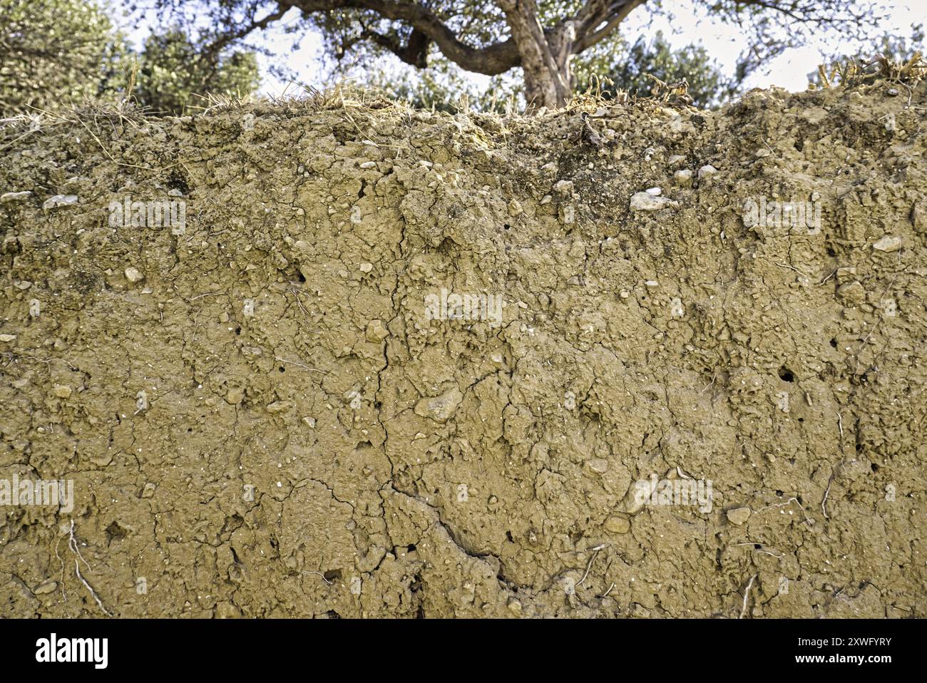 Detail of soil under olive trees plantation in Greece Stock Photo - Alamy