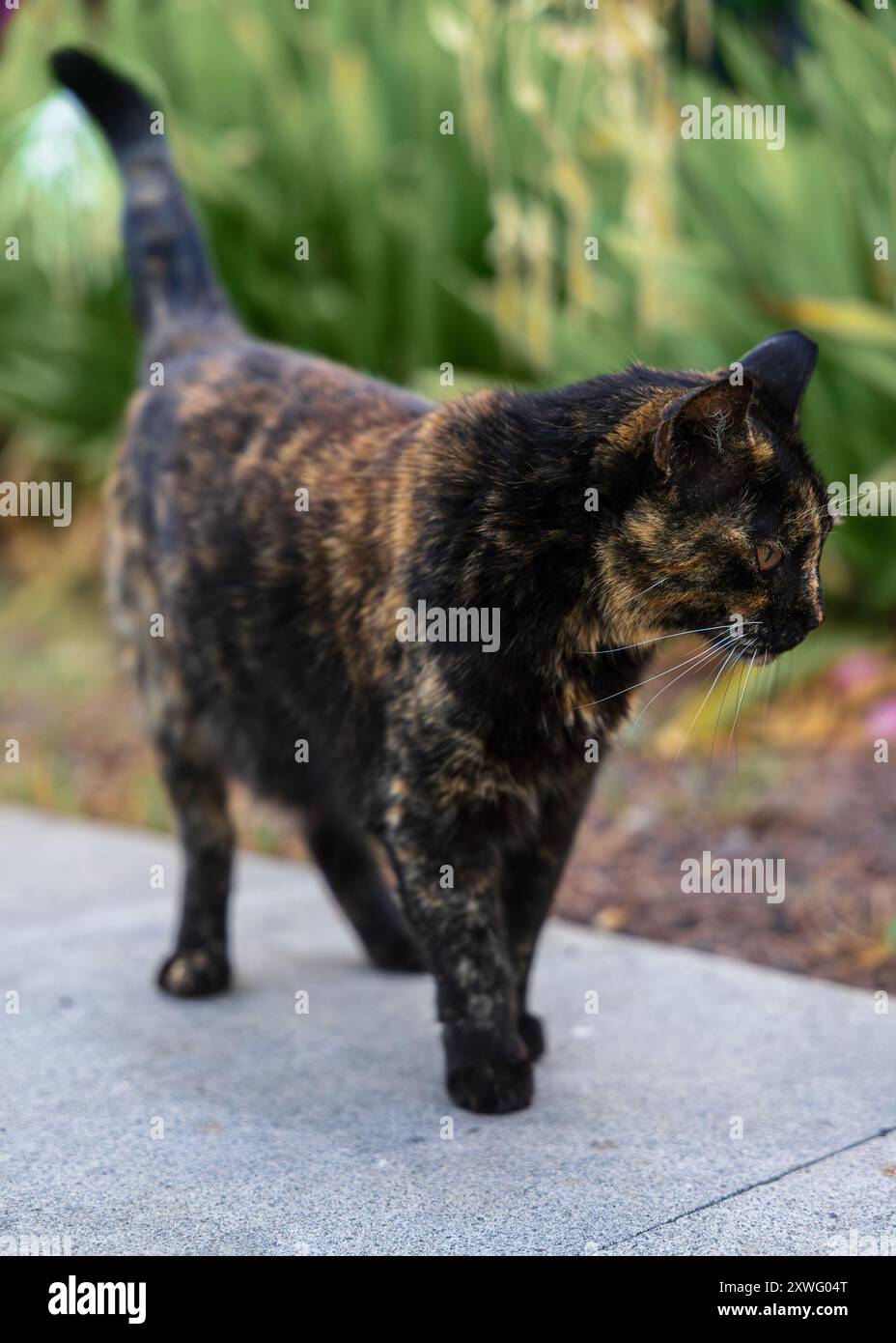 The portrait of a street, homeless cat Stock Photo - Alamy