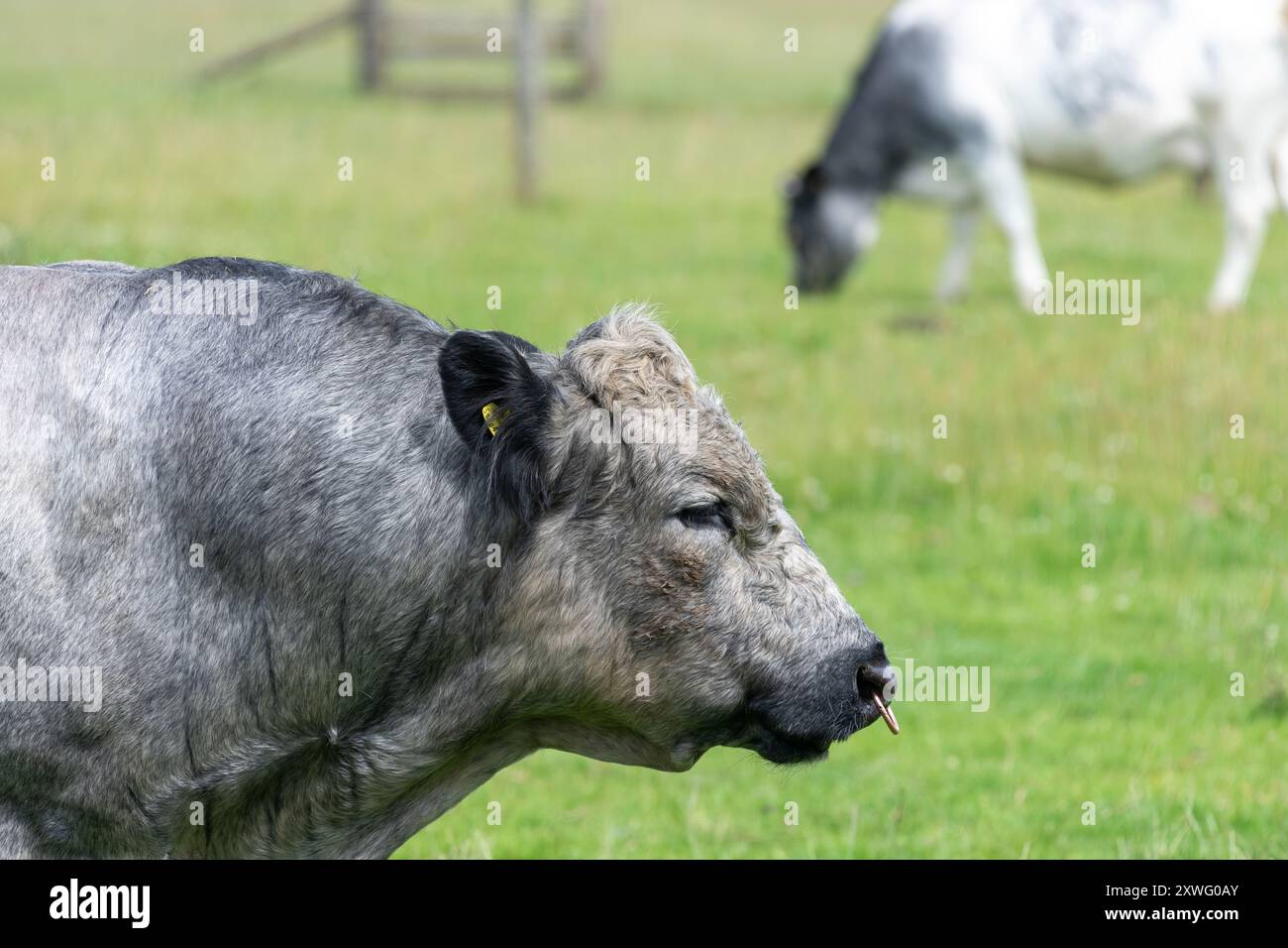 Portrait of an Albion bull Stock Photo - Alamy