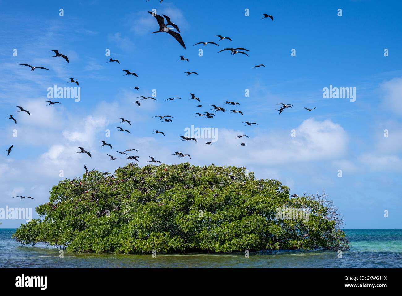 Frigatebird Island, Silk Caye Marine Reserve, Belize Stock Photo - Alamy