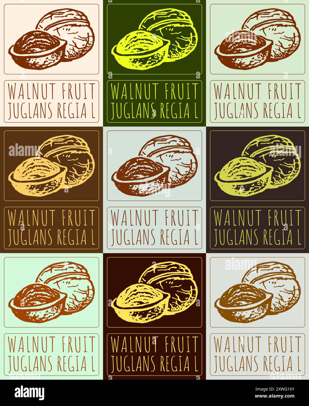 Walnut juglans regia in Stock Vector Images - Alamy