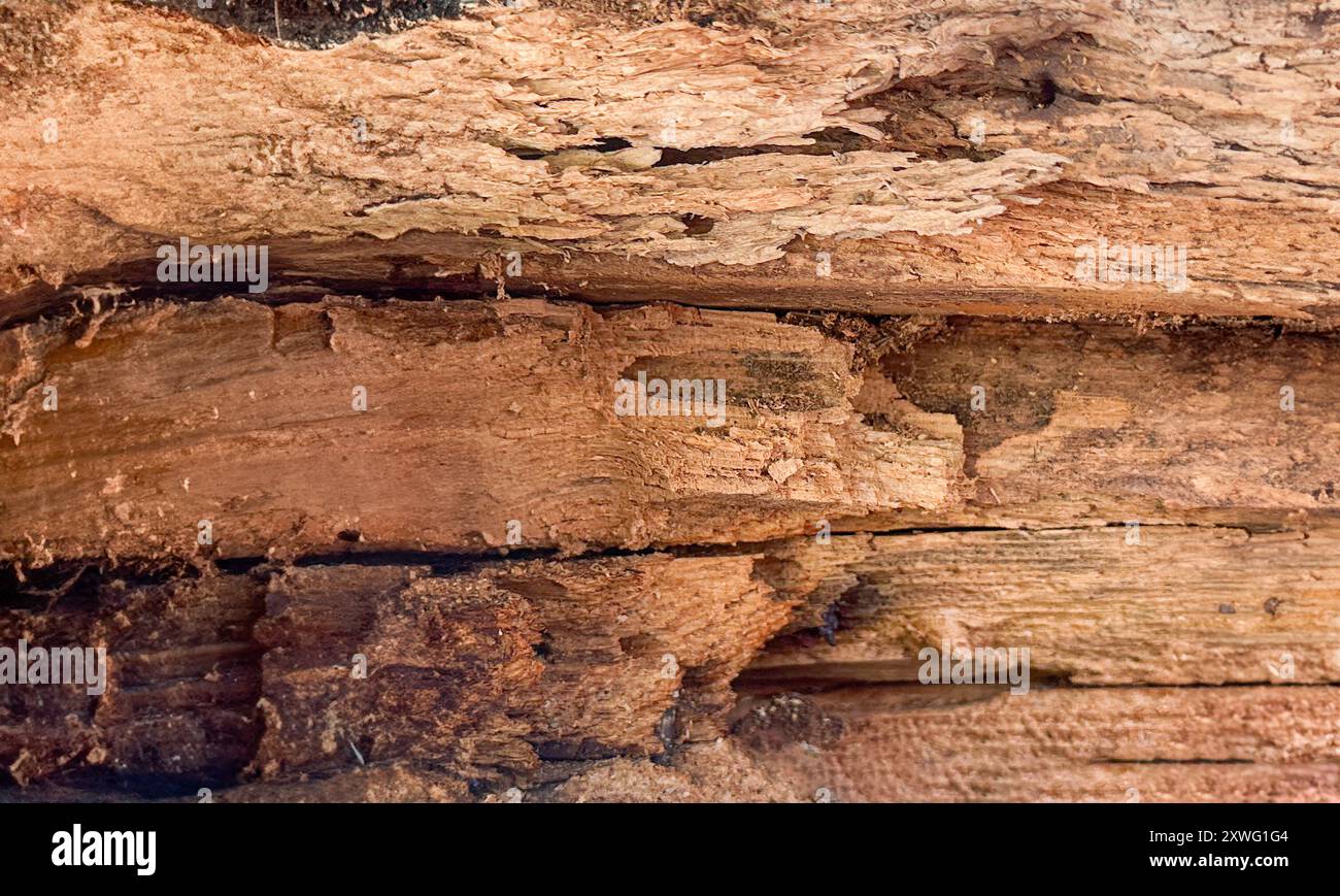 Rotted timber hi-res stock photography and images - Alamy