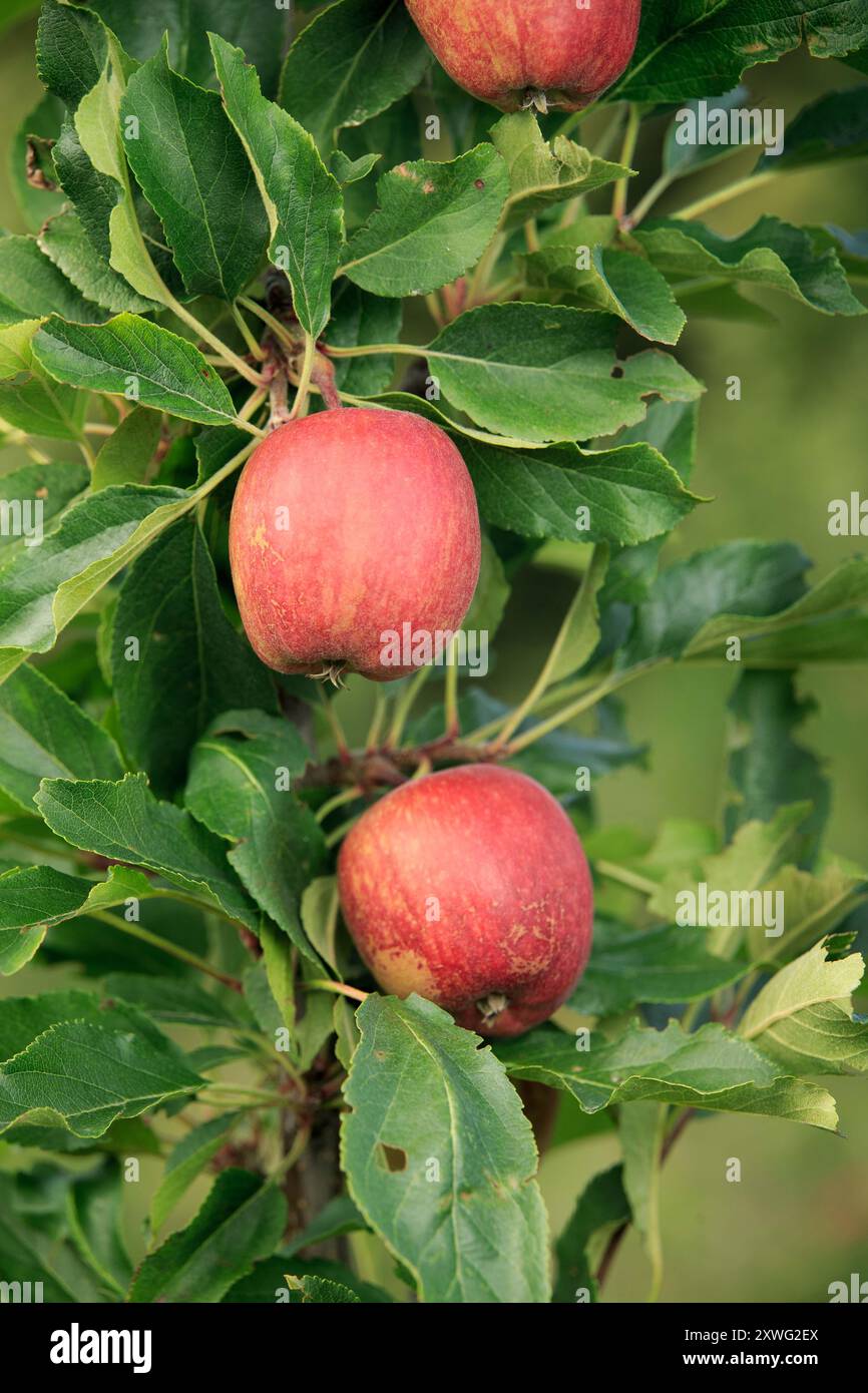 13th August 2024 Commercial apple orchard in Herefordshire Stock Photo ...