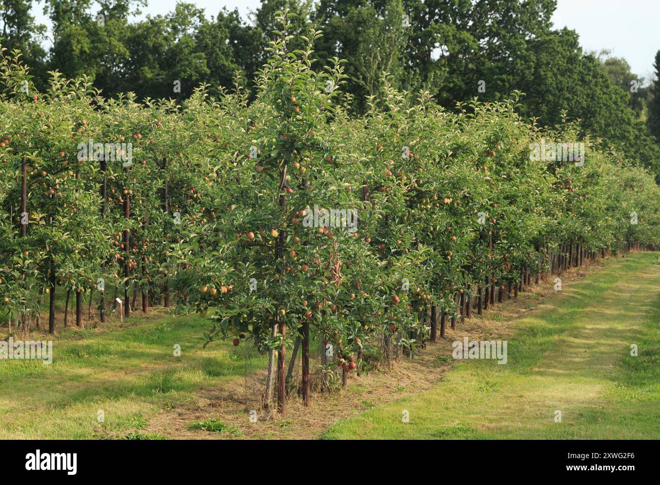 13th August 2024 Commercial apple orchard in Herefordshire Stock Photo ...