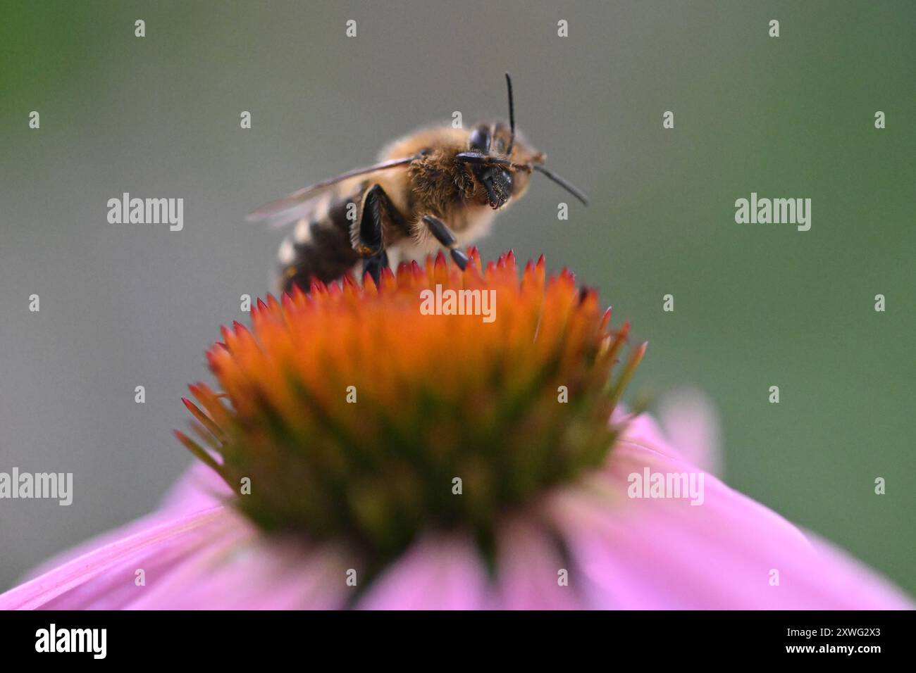 Biene auf rotem Scheinsonnenhut - *** Bee on red coneflower xJKx Stock ...