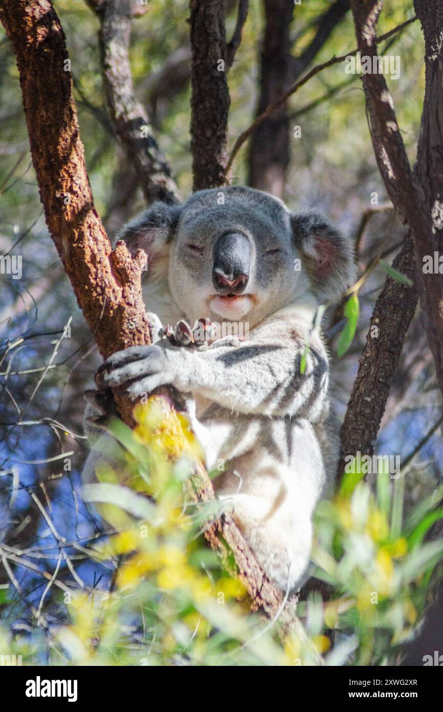Cute koala bear resting on eucalyptus tree in its natural habitat on Magnetic Island, Queensland ...