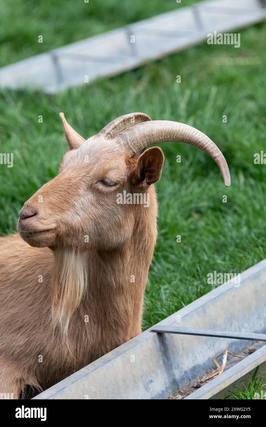 Portrait of a Golden Guernesy goat Stock Photo - Alamy