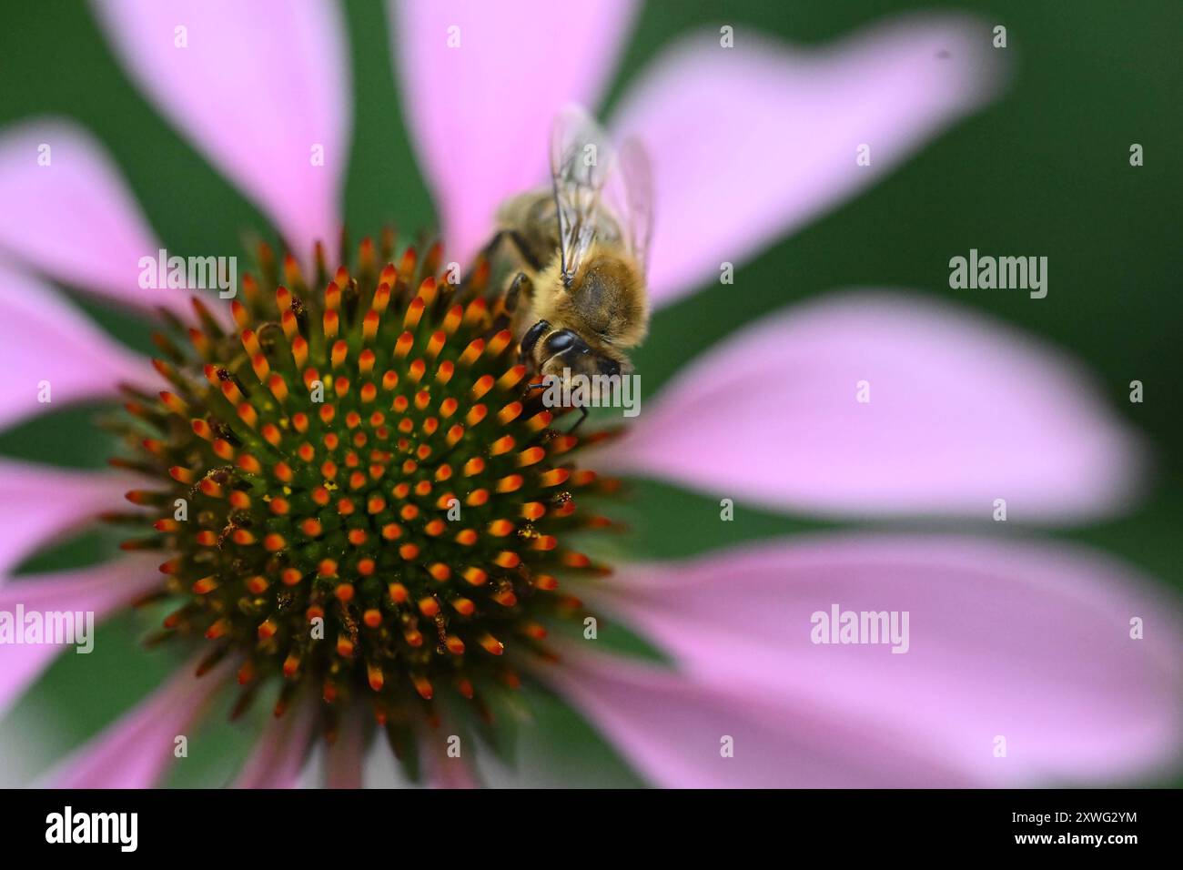 Echinacea purpurea magnus coneflower hi-res stock photography and ...