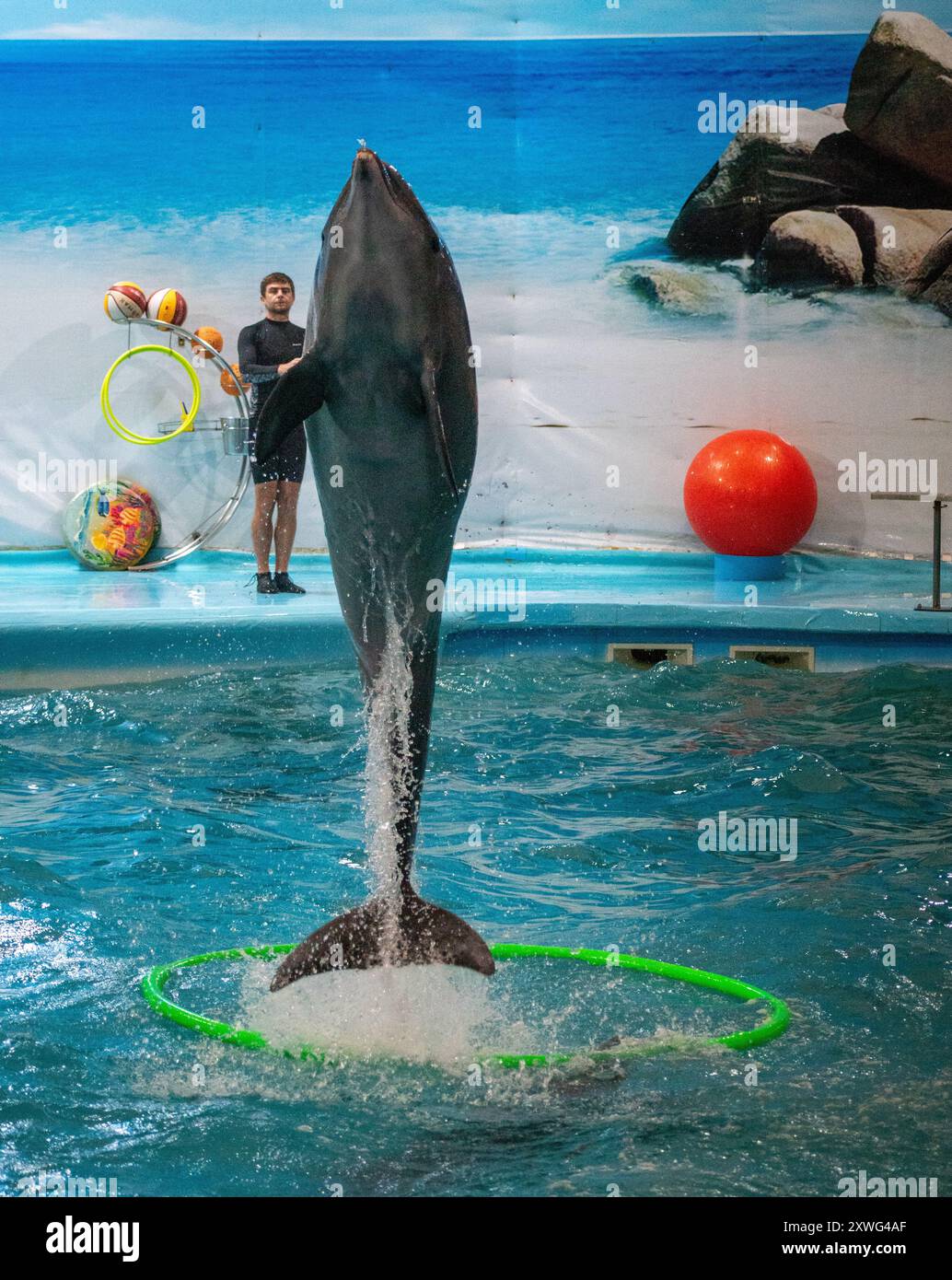 dolphins tricks at Phuket Stock Photo - Alamy