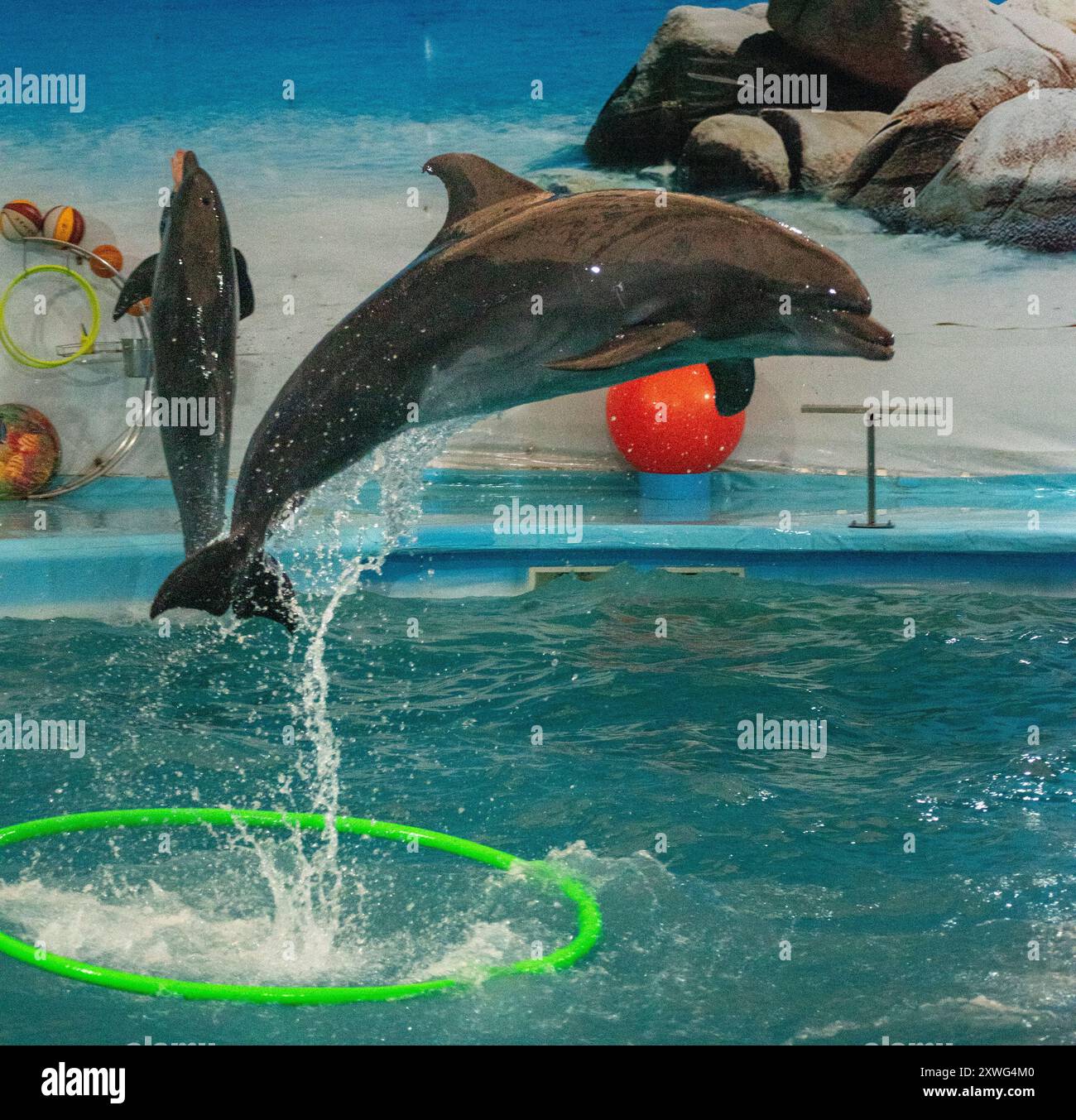 dolphins tricks at Phuket Stock Photo - Alamy