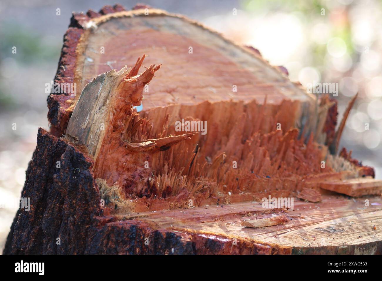 Jagged tree stump hi-res stock photography and images - Alamy