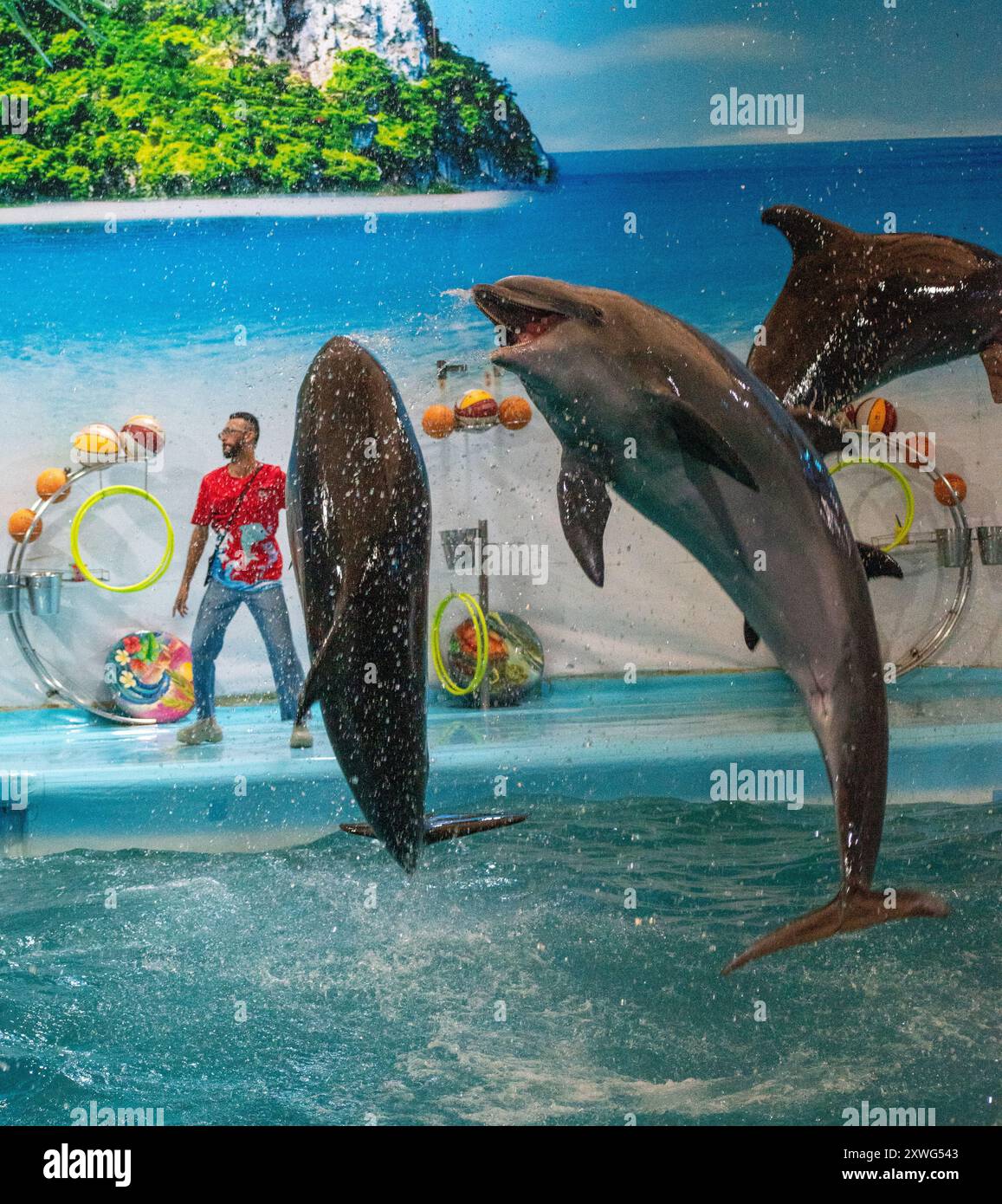 dolphins tricks at Phuket Stock Photo - Alamy