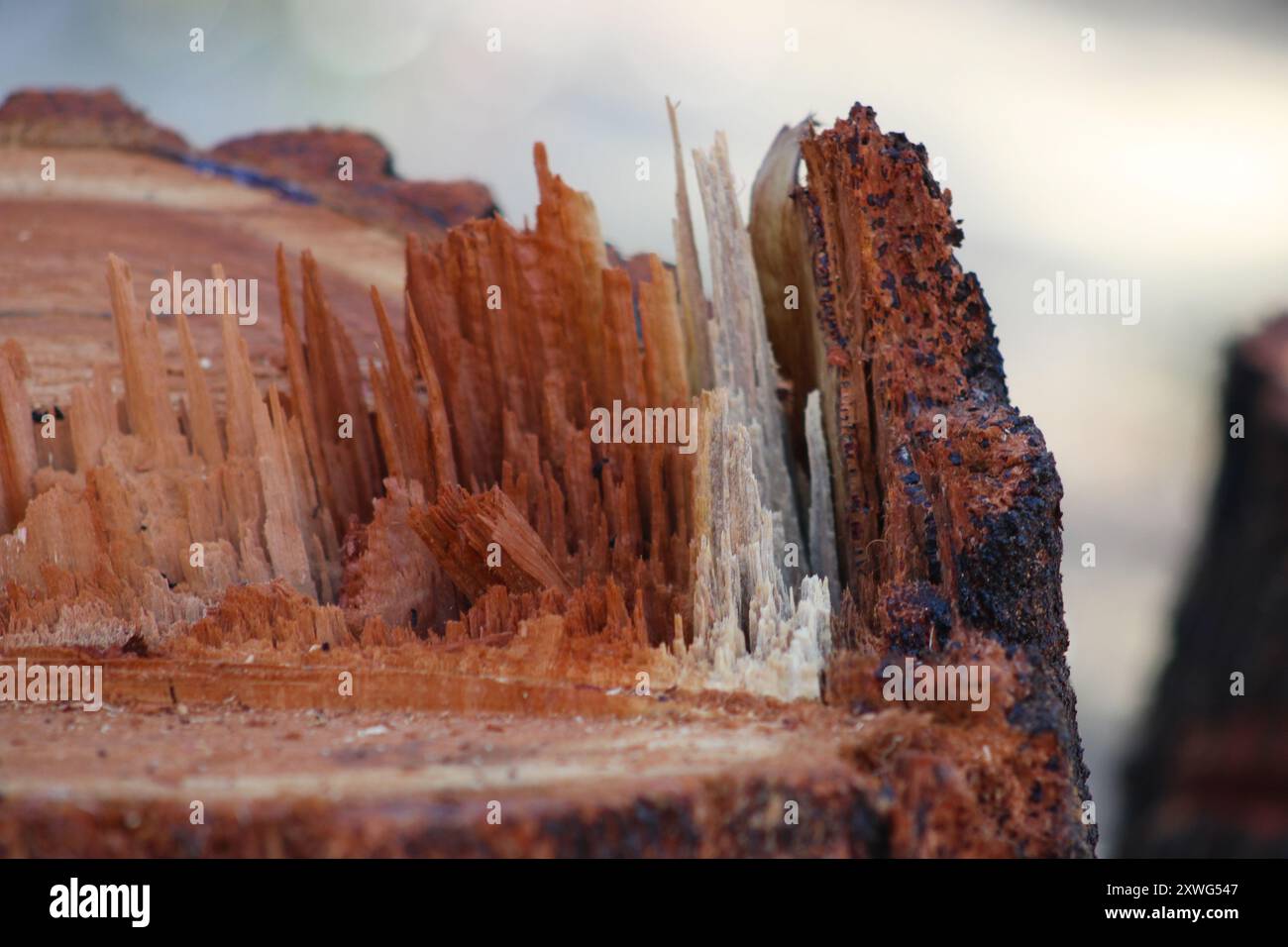 Jagged tree stump hi-res stock photography and images - Alamy