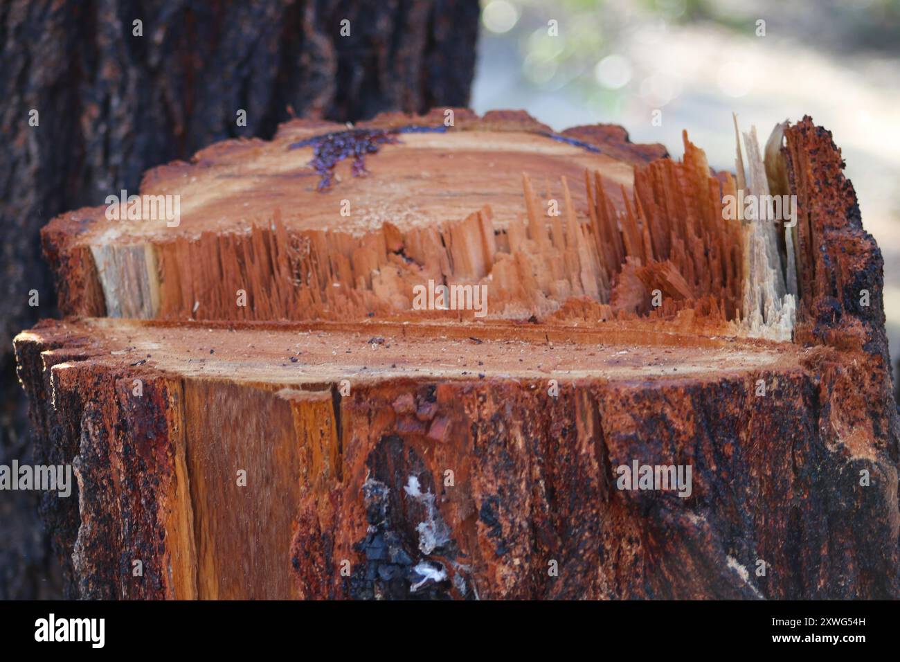 Jagged tree stump hi-res stock photography and images - Alamy
