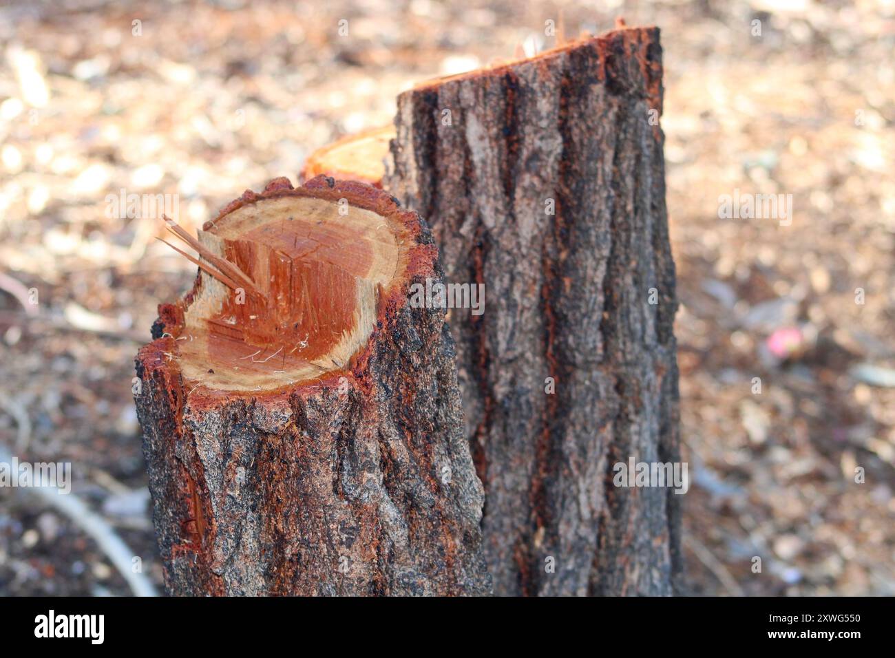 Jagged tree stump hi-res stock photography and images - Alamy