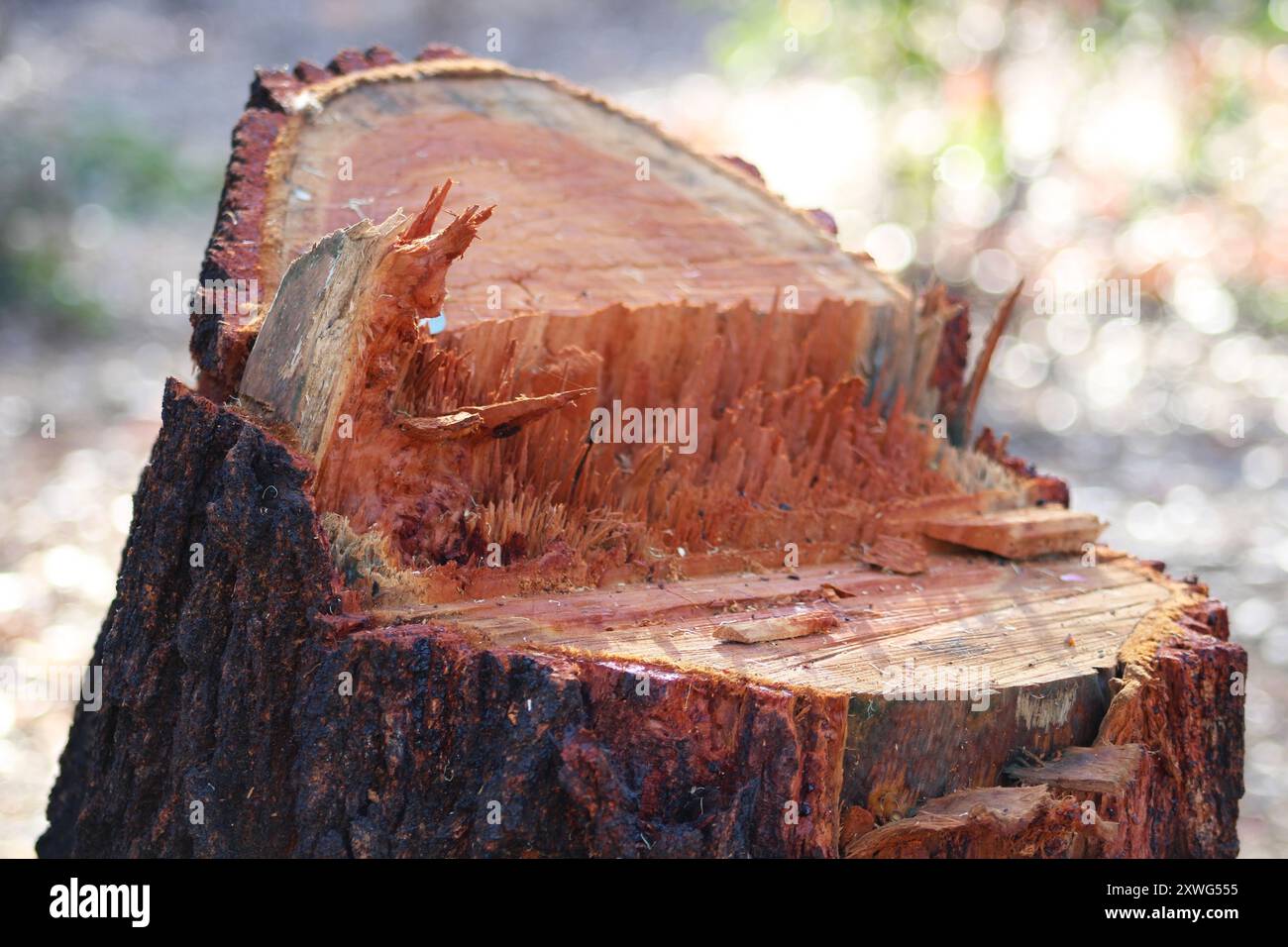 Jagged tree stump hi-res stock photography and images - Alamy
