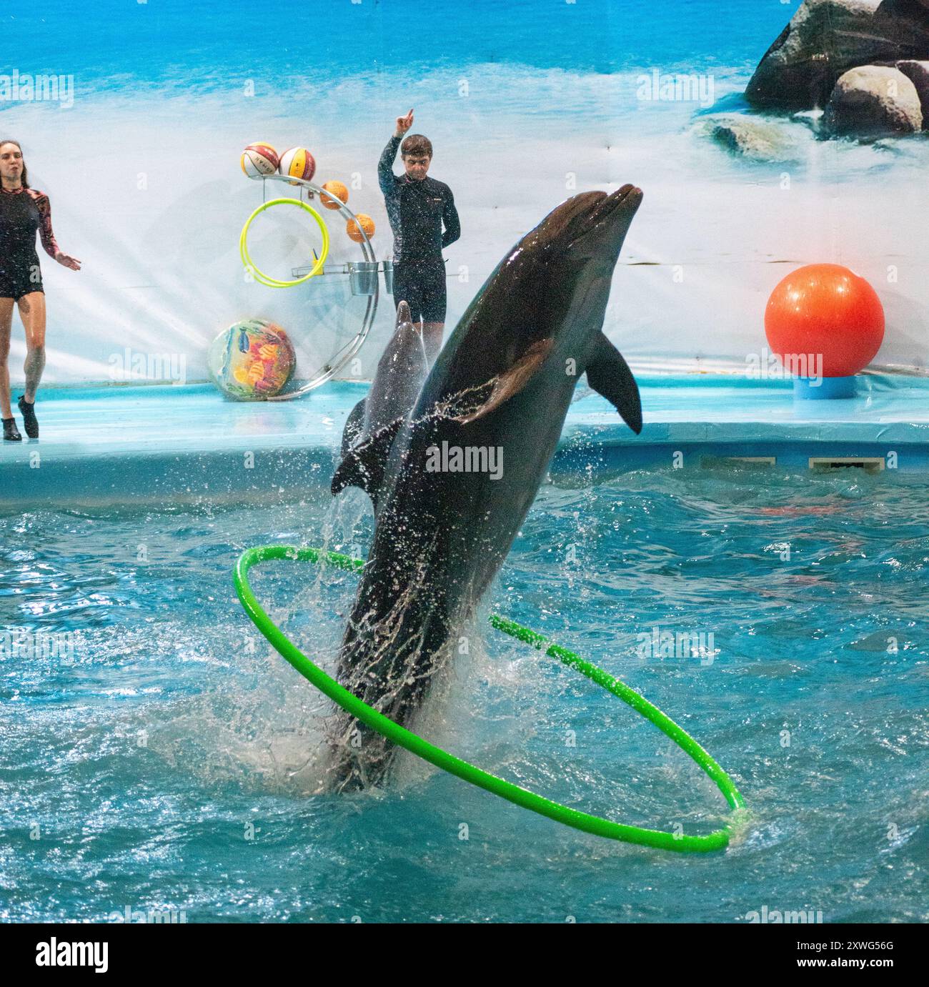 dolphins tricks at Phuket Stock Photo - Alamy