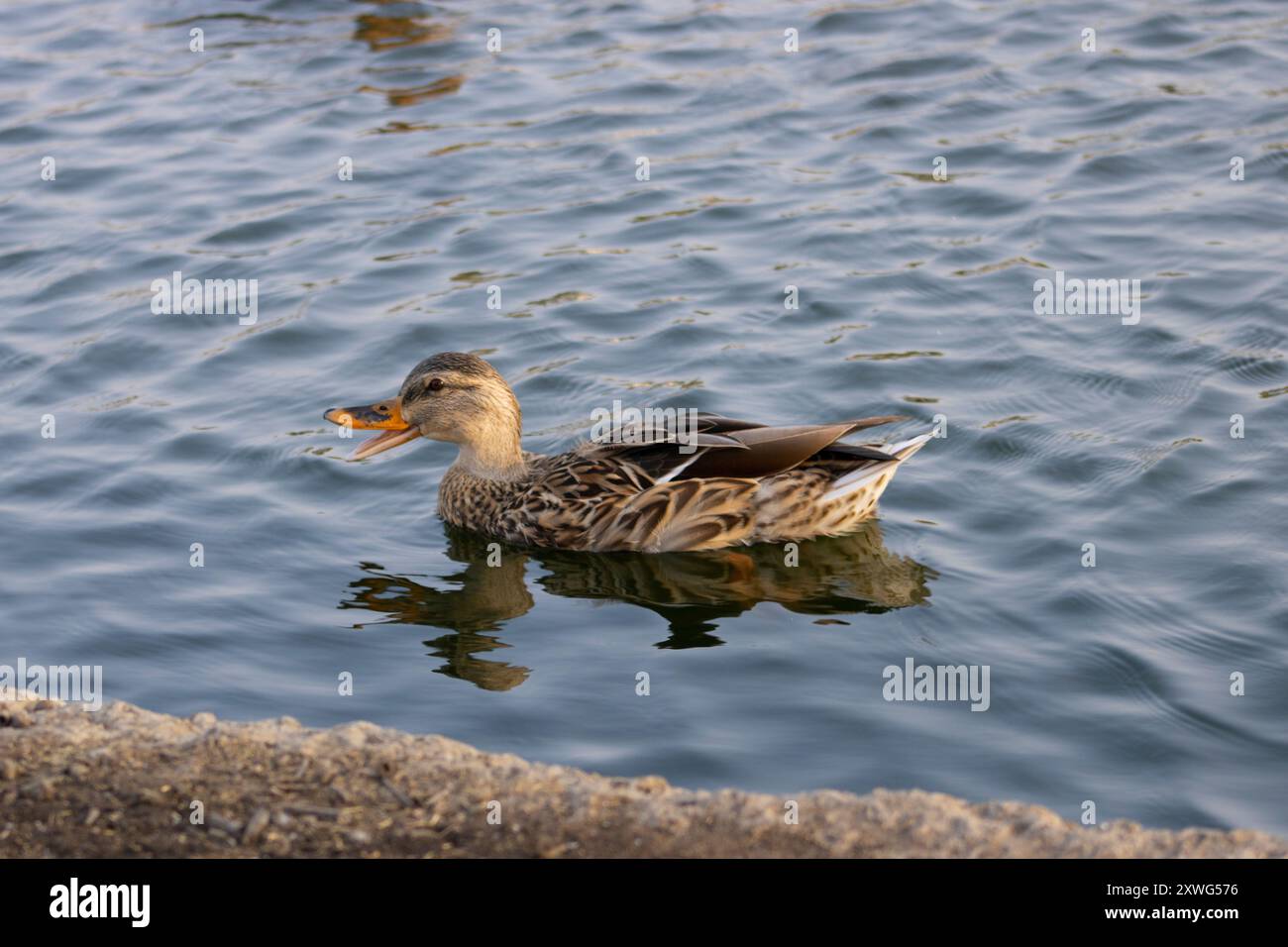 duck with open orange beak floating on water Stock Photo - Alamy