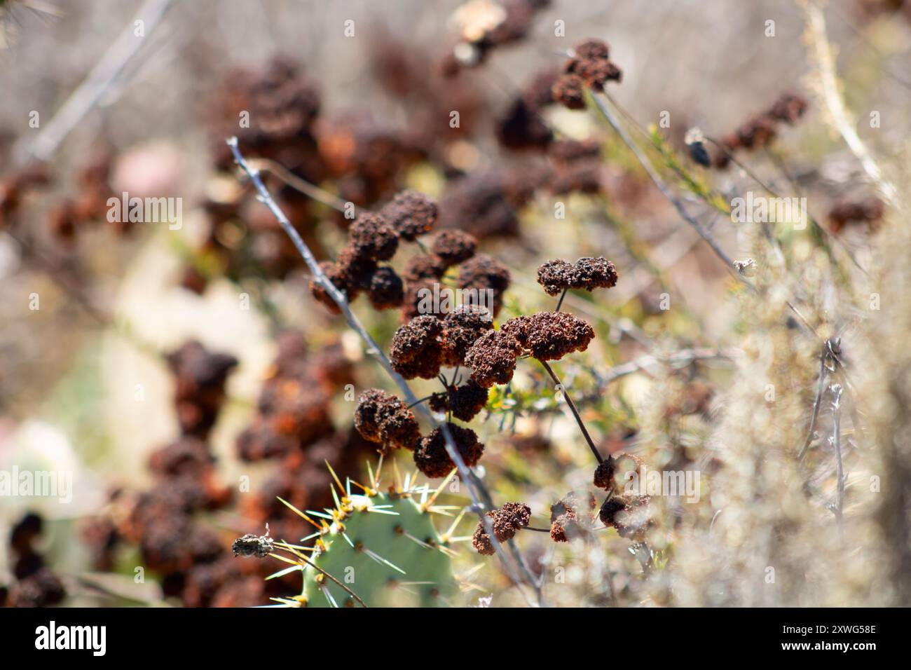 brown seed pods on cactus plant Stock Photo - Alamy