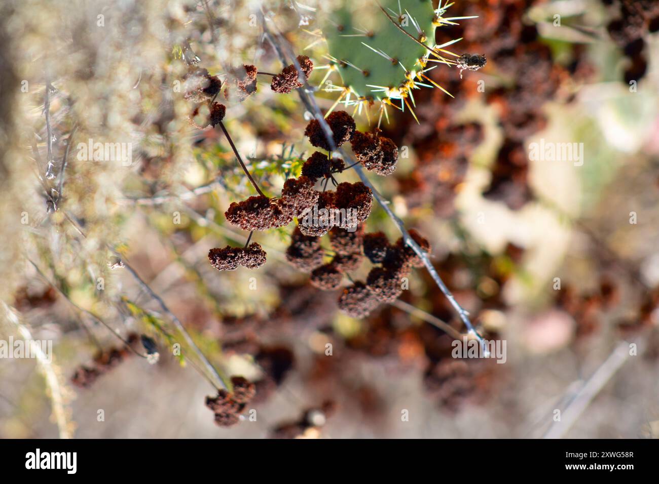 Round seed pods hi-res stock photography and images - Alamy