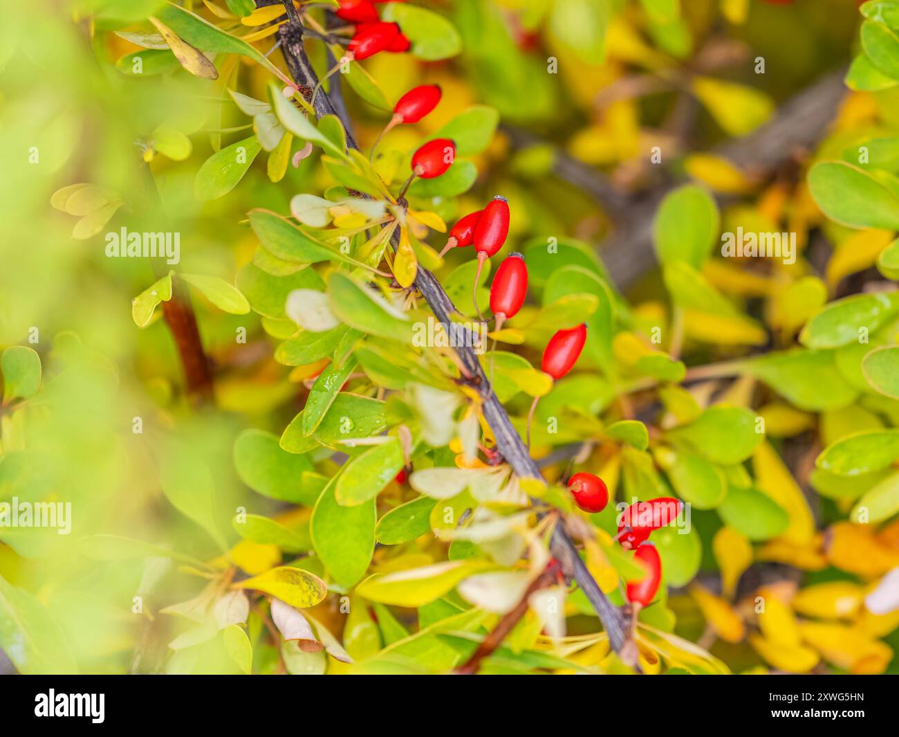 Branches of a barberry Bush with ripe red barberry berries Branches ...