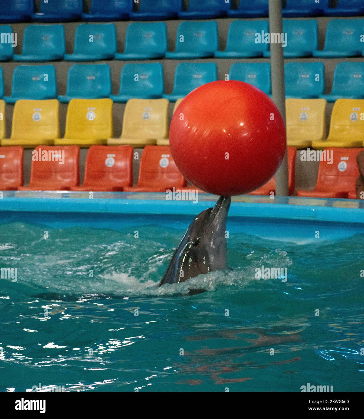 dolphins tricks at Phuket Stock Photo - Alamy