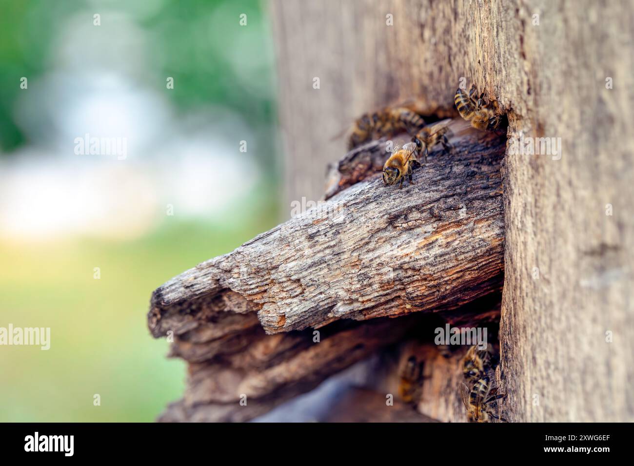 Bee hive honeybee swarm hi-res stock photography and images - Alamy