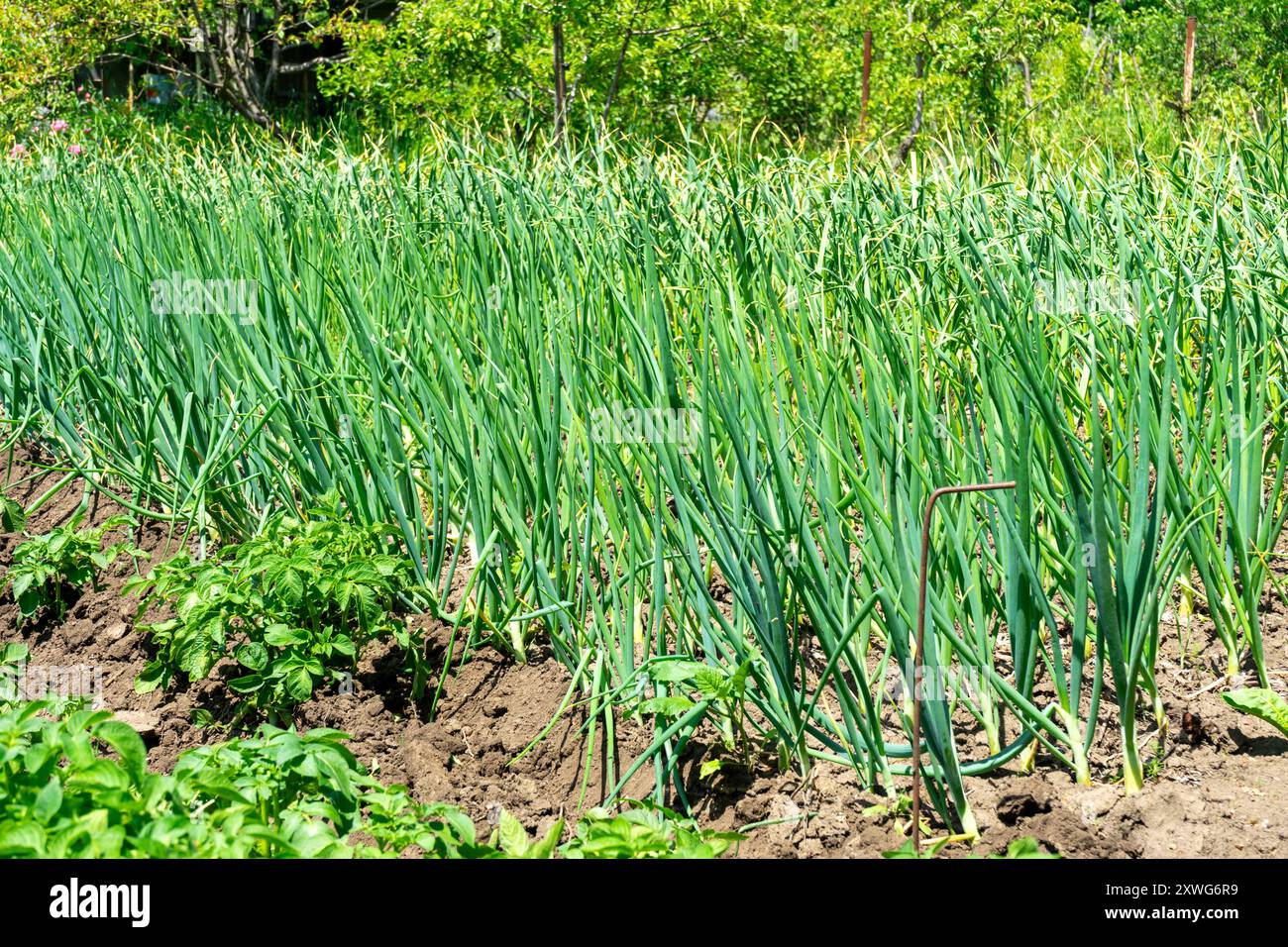 Homestead plant hi-res stock photography and images - Alamy
