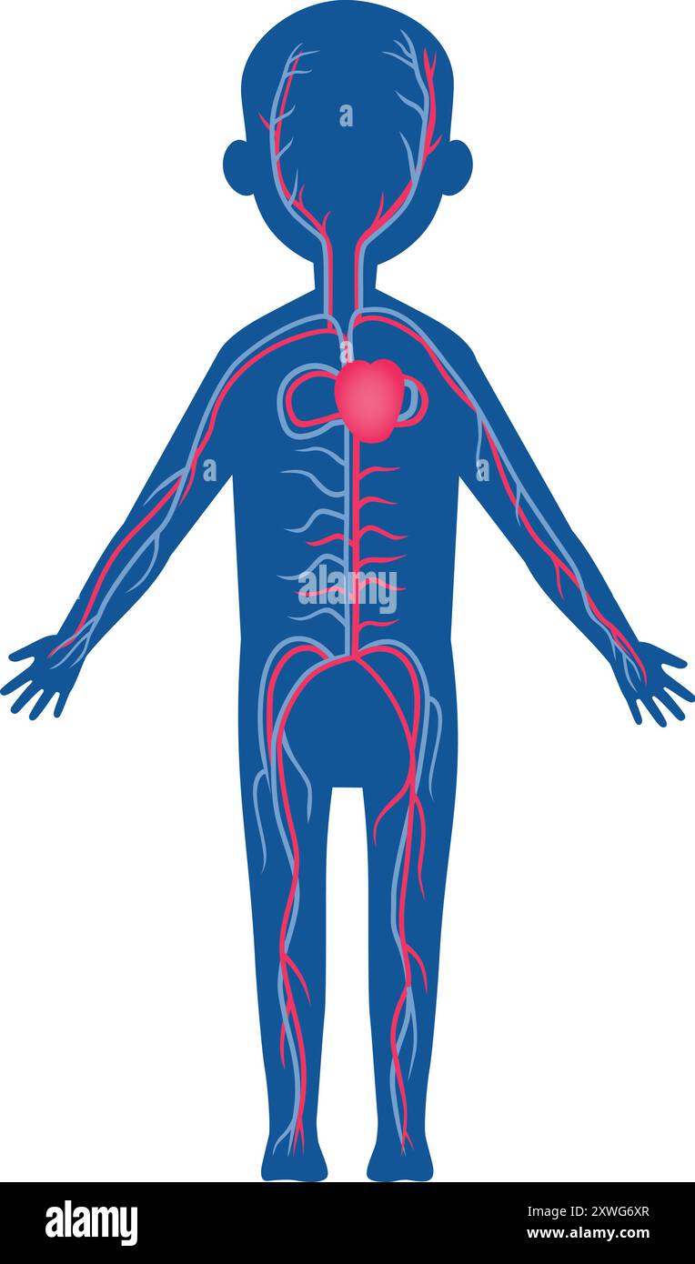Cardiovascular system illustration. Heart and blood circulation anatomy ...