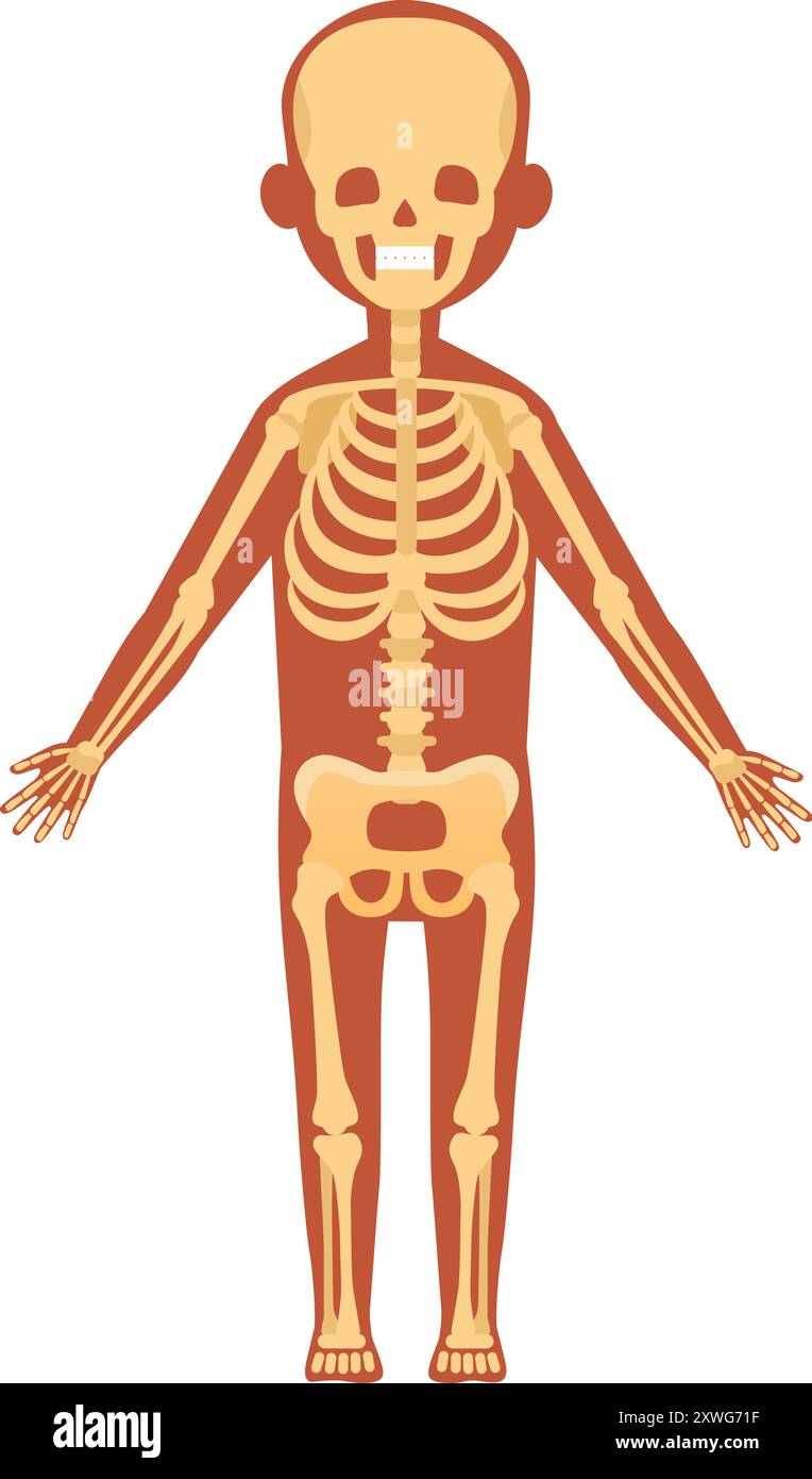 Skeletal system. Human anatomy illustration. Body bones isolated on ...