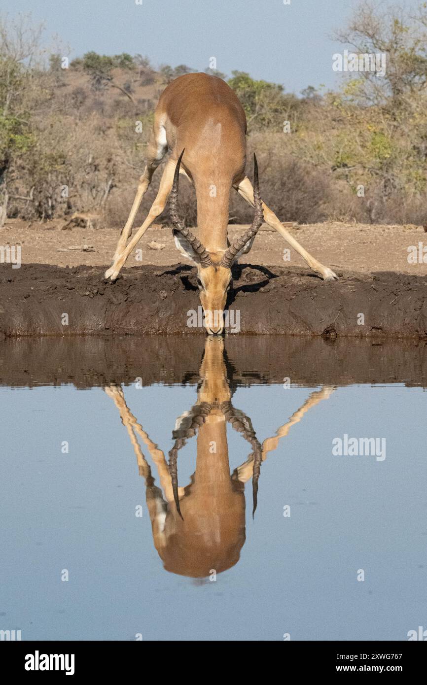 Drinking impala hi-res stock photography and images - Alamy