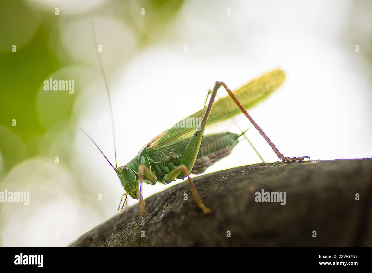 Bush cricket i hi-res stock photography and images - Alamy