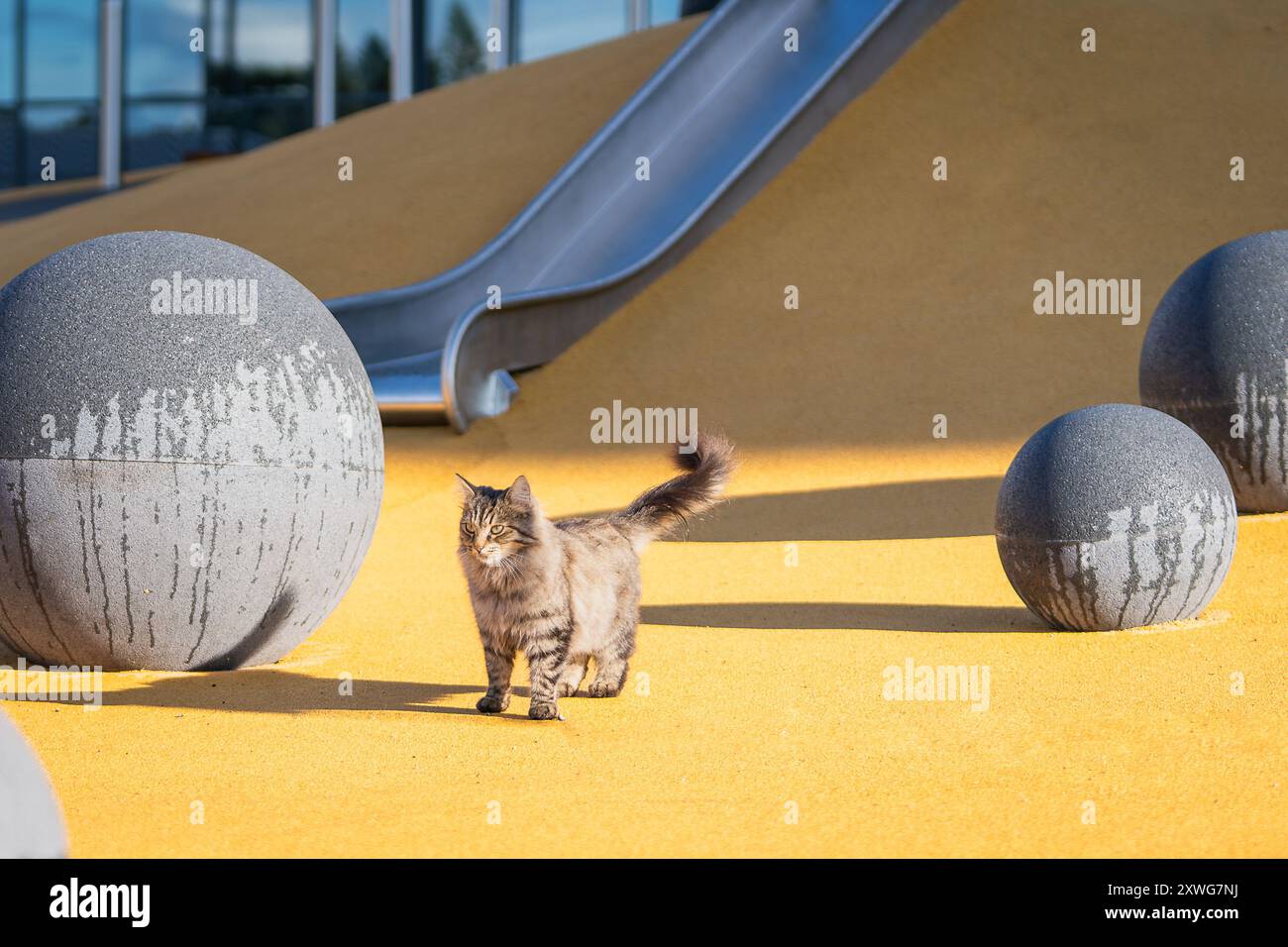 Long haired tabby cat standing on the playground after rain. Cat ...