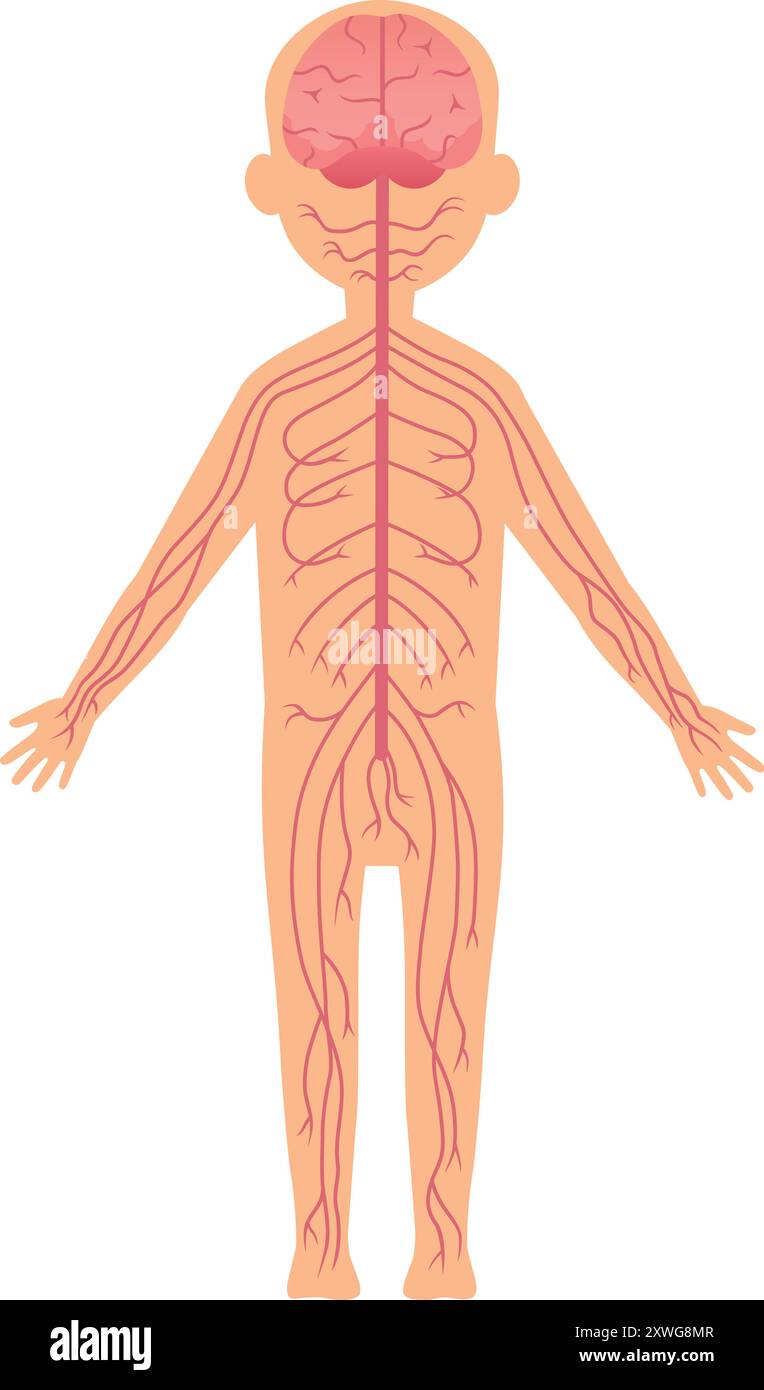Nervous human system illustration. Brain and peripheral nerves isolated on white background ...