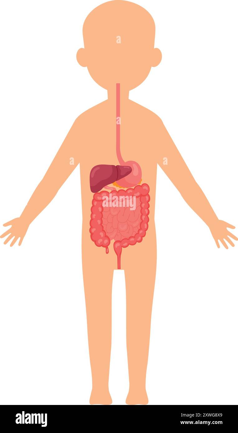 Digestive System Organs For Kids