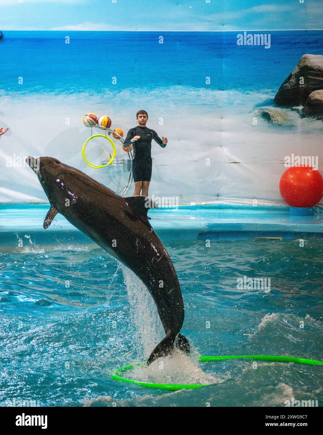 dolphins tricks at Phuket Stock Photo - Alamy