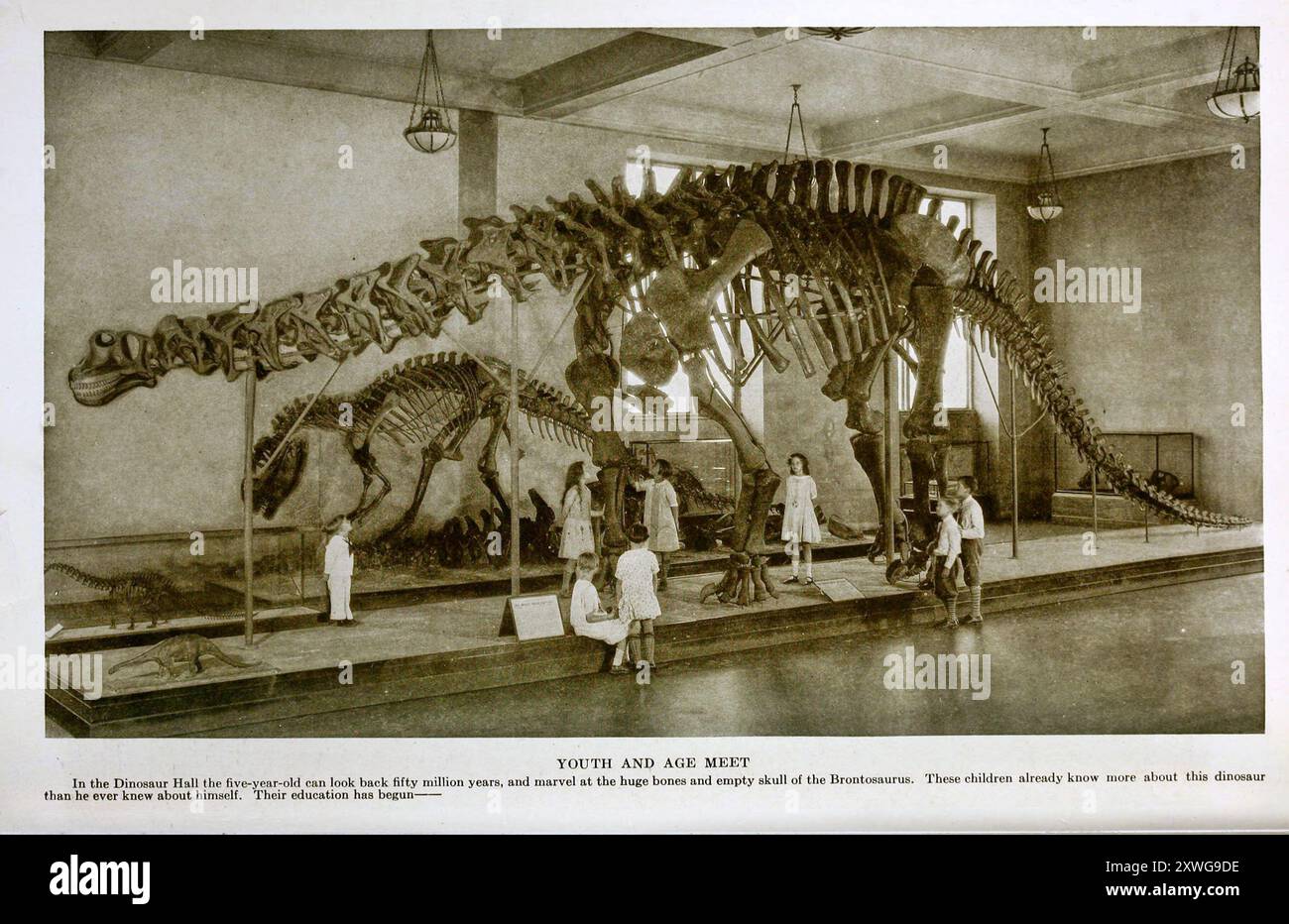 Brontosaurus skeleton display, Vintage photo of American Museum of ...
