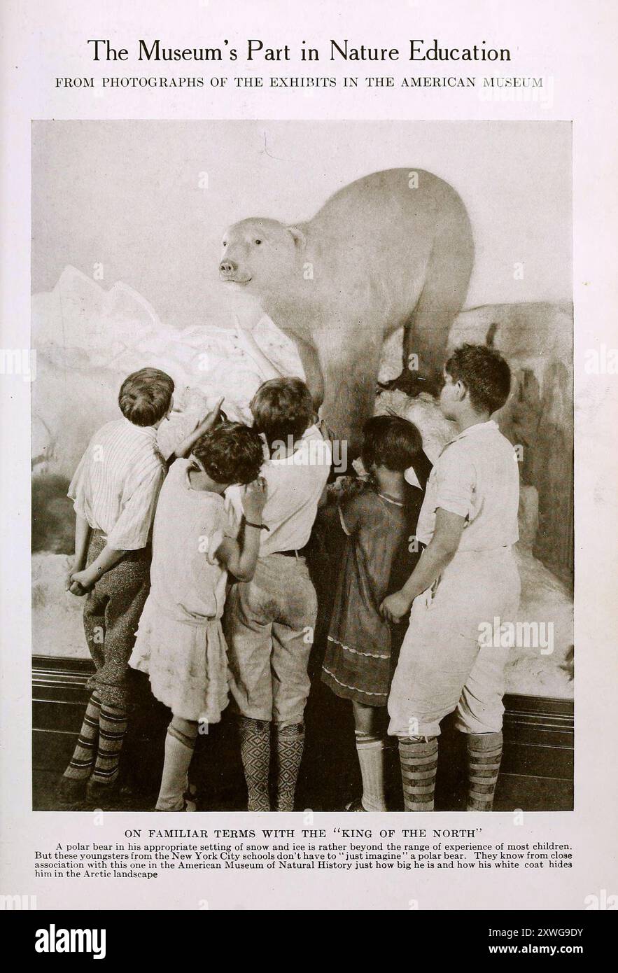 Polar Bear with kids circling exhibit. Vintage photo of American Museum ...