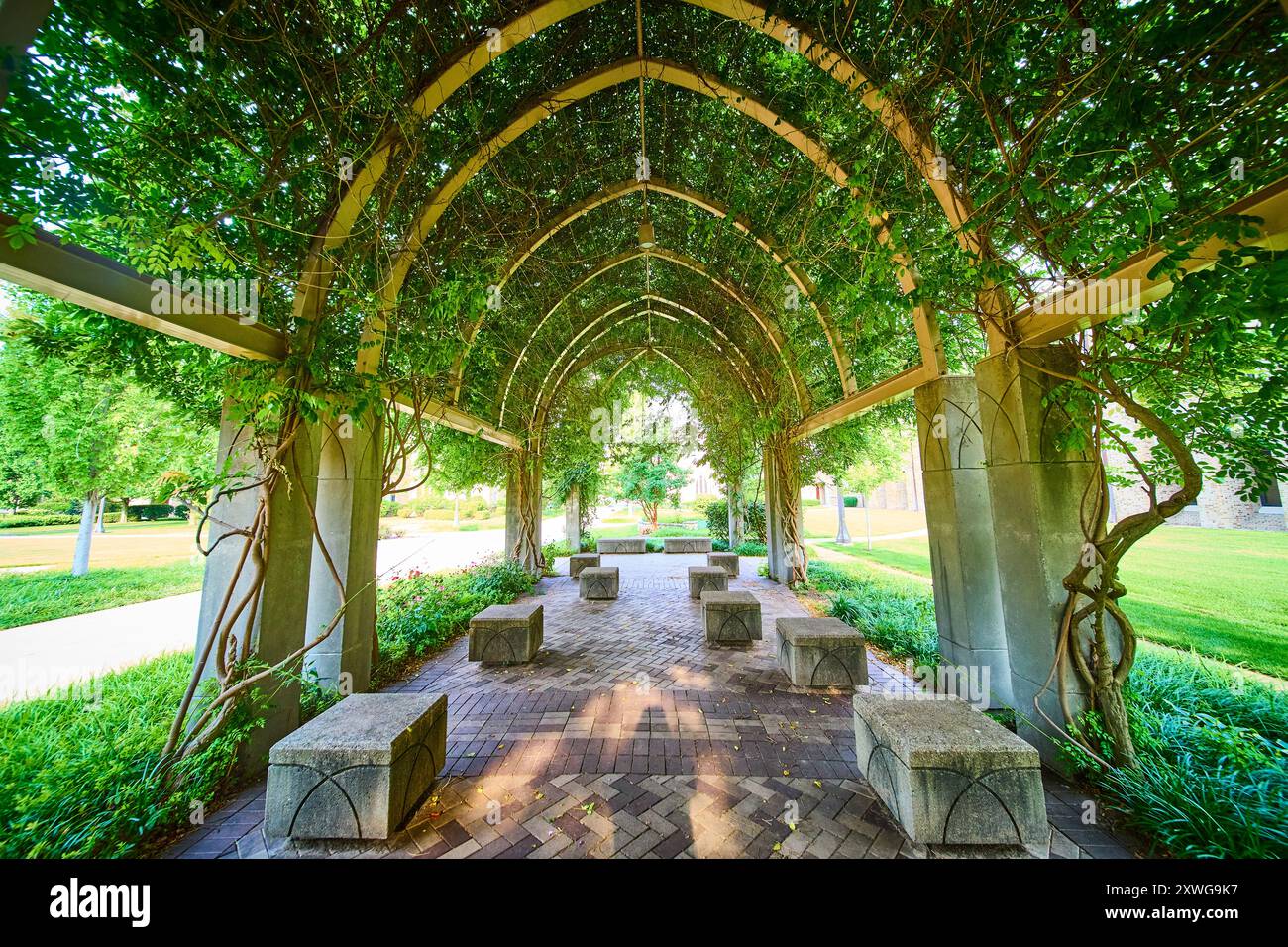 Lush Green Pergola Pathway in Tranquil Park at Eye Level Perspective ...