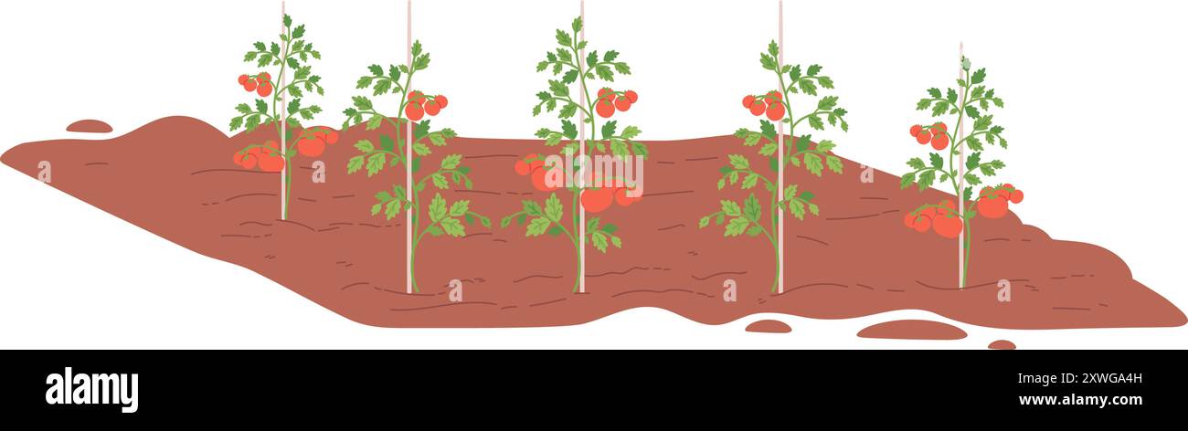 Plants growing on field Cut Out Stock Images & Pictures - Alamy